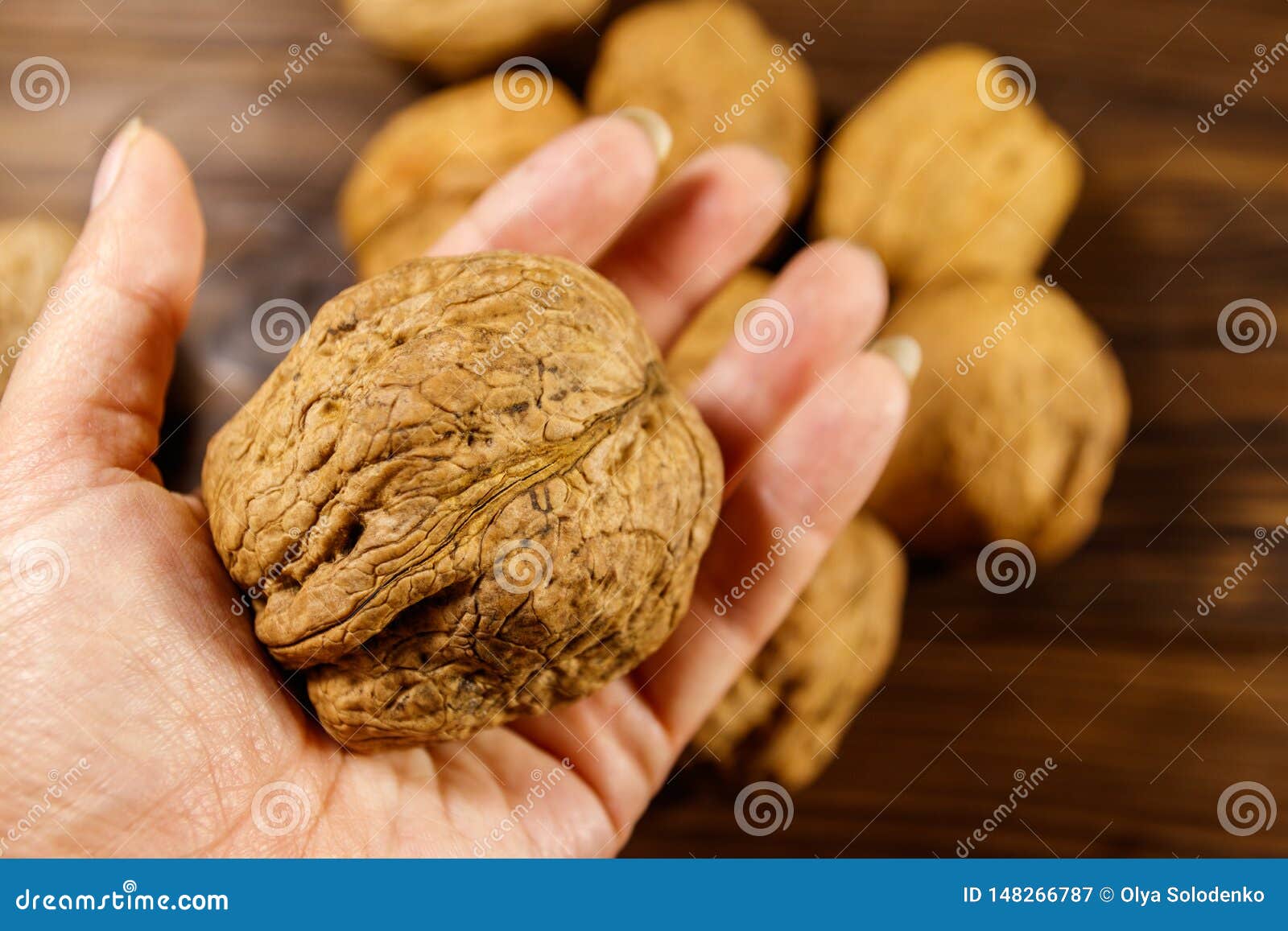 Giant Walnut in Female Hand Stock Image - Image of detail, girl: 148266787