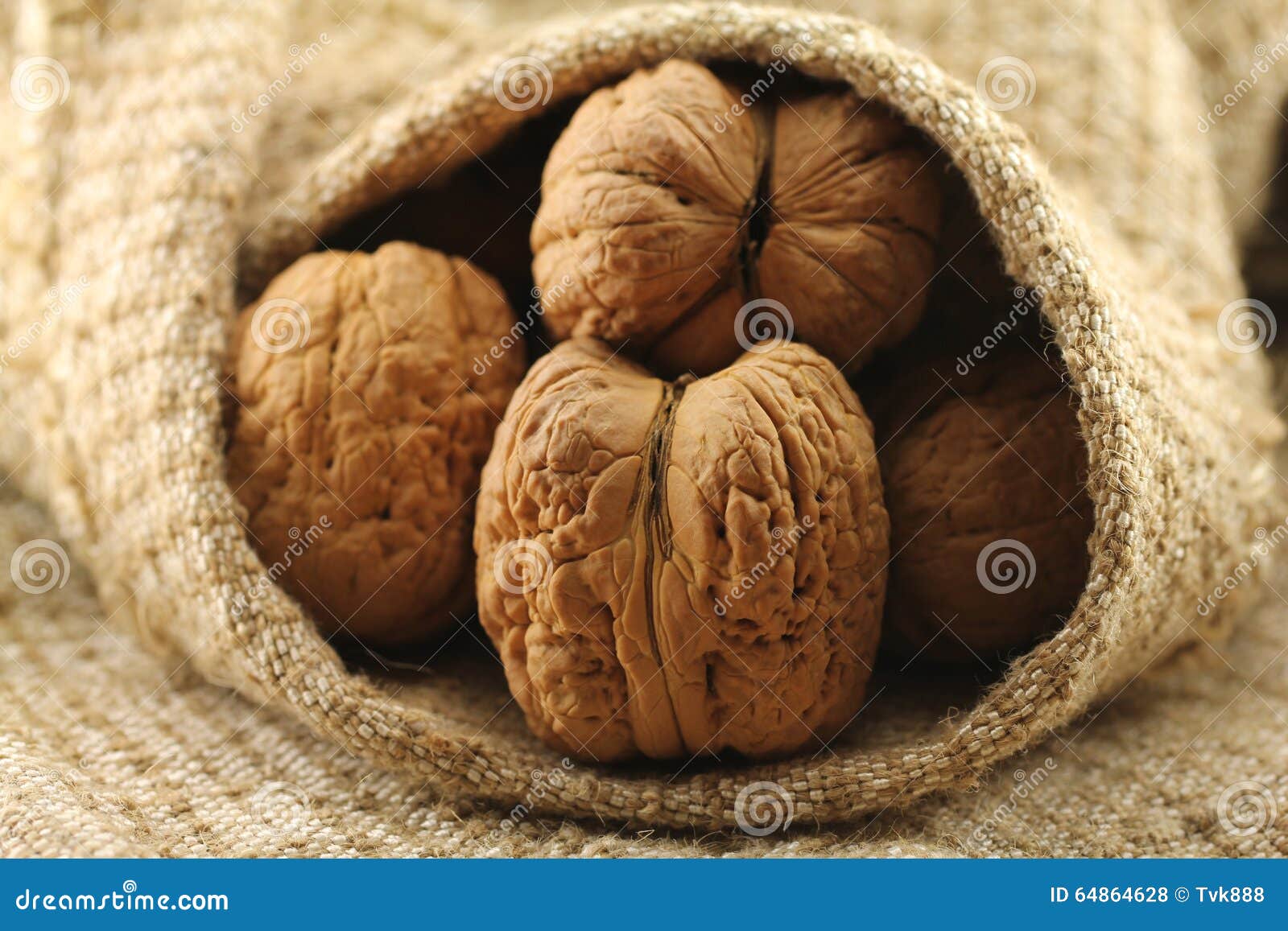 Giant walnut in shell stock photo. Image of natural, healthy - 64864628