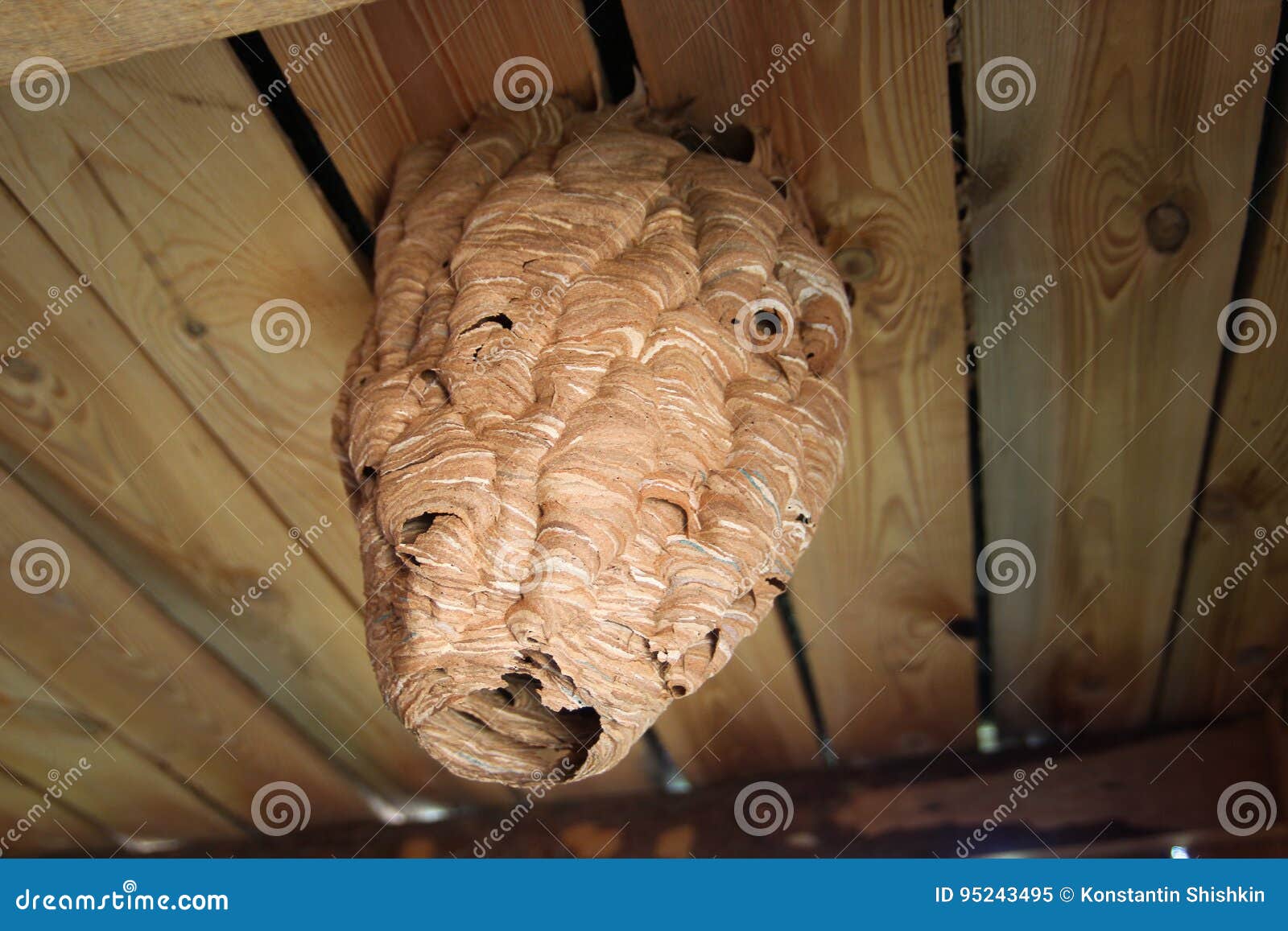 A Bee Hive Hanging On A Tree And A Group Of Flies Sitting Together In ...