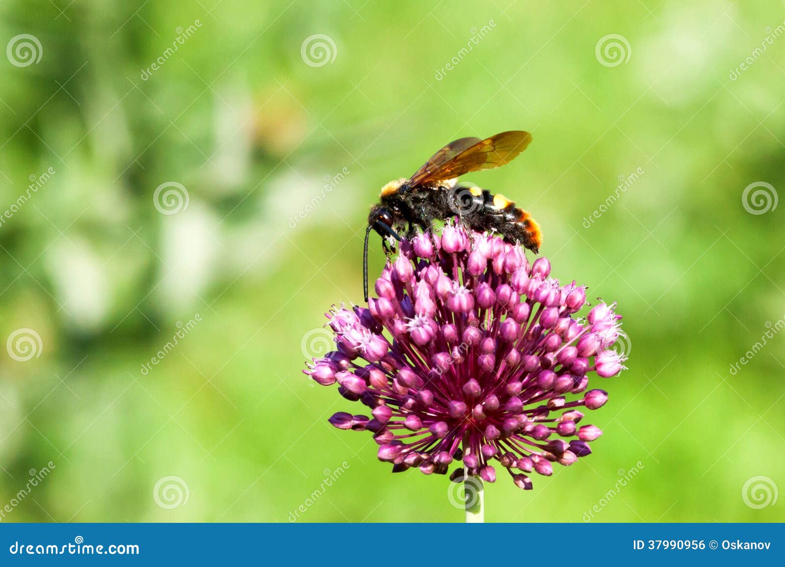 Giant Wasp (Scolia Maculata) Stock Photo - Image of animals, green ...