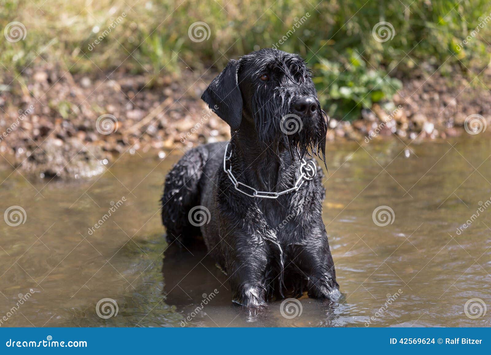 Giant in the water stock photo. Image of giant, creatures - 42569624