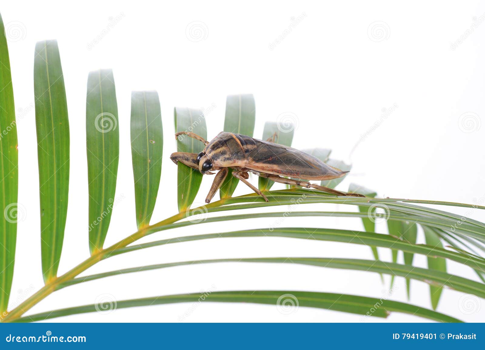 Giant water bug stock image. Image of water, grass, garden - 79419401