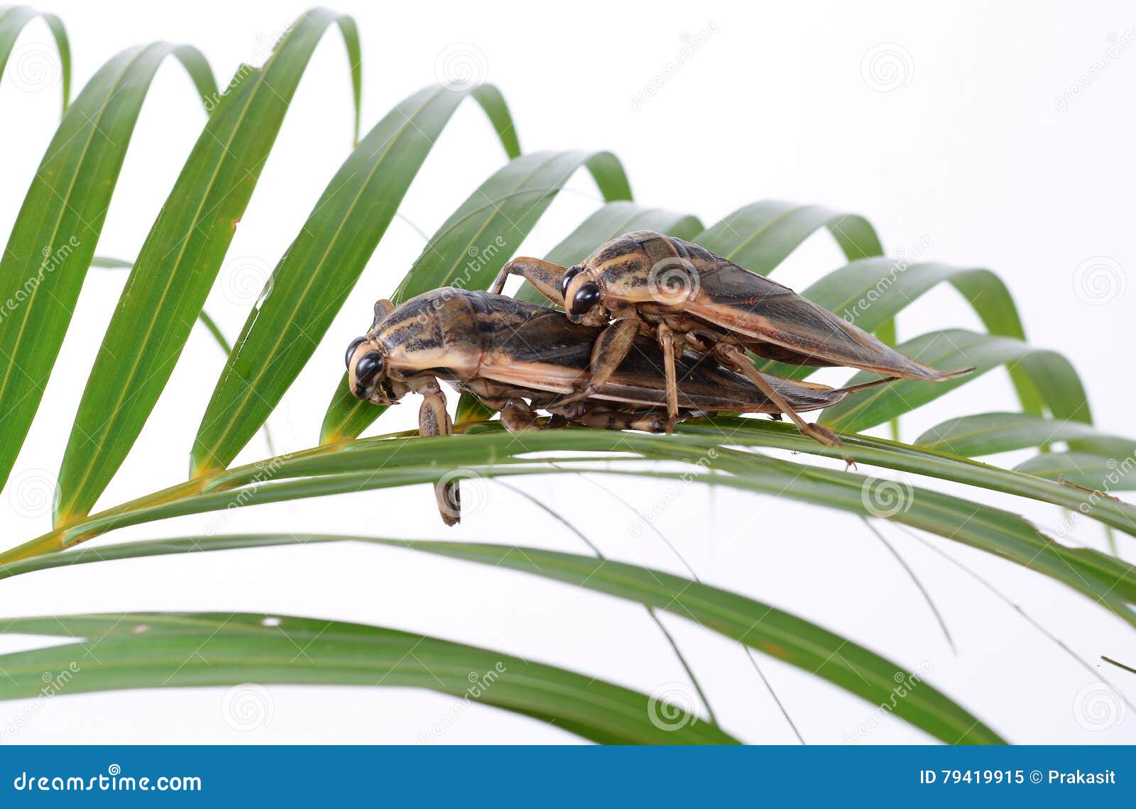 Giant water bug stock image. Image of brown, garden, animal - 79419915