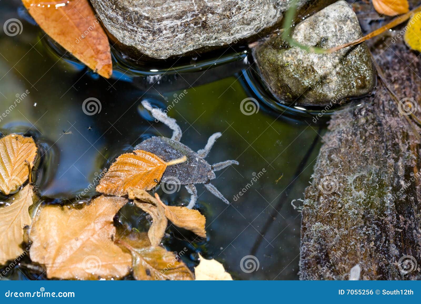 Giant Water Bug, Family Belostomatidae Stock Photo - Image of ...