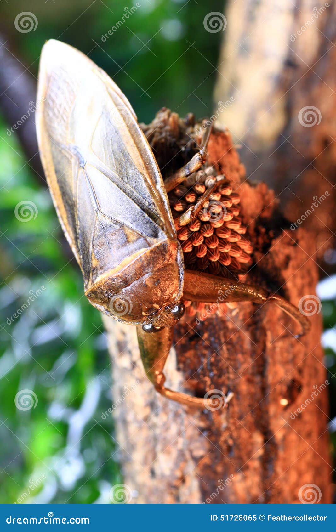 Giant water bug stock image. Image of water, light, rice - 51728065