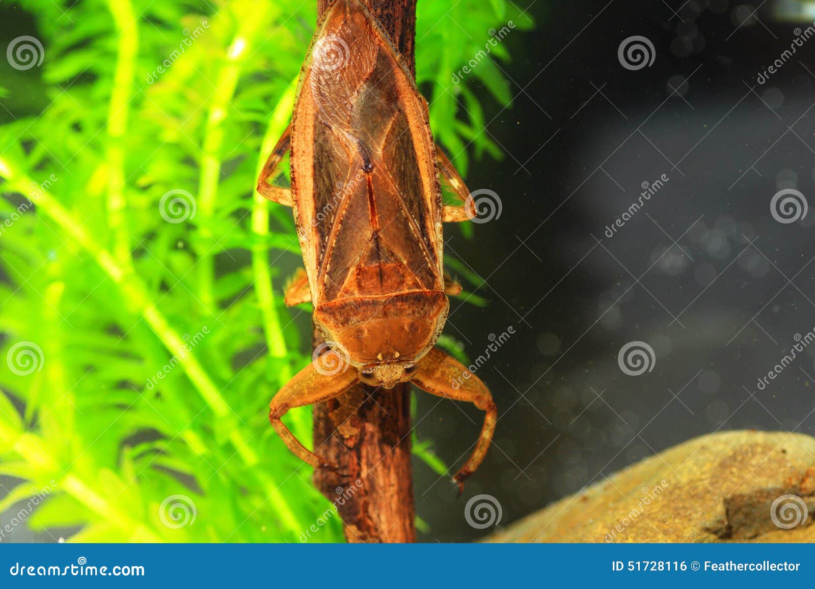 Giant Water Bug Flying