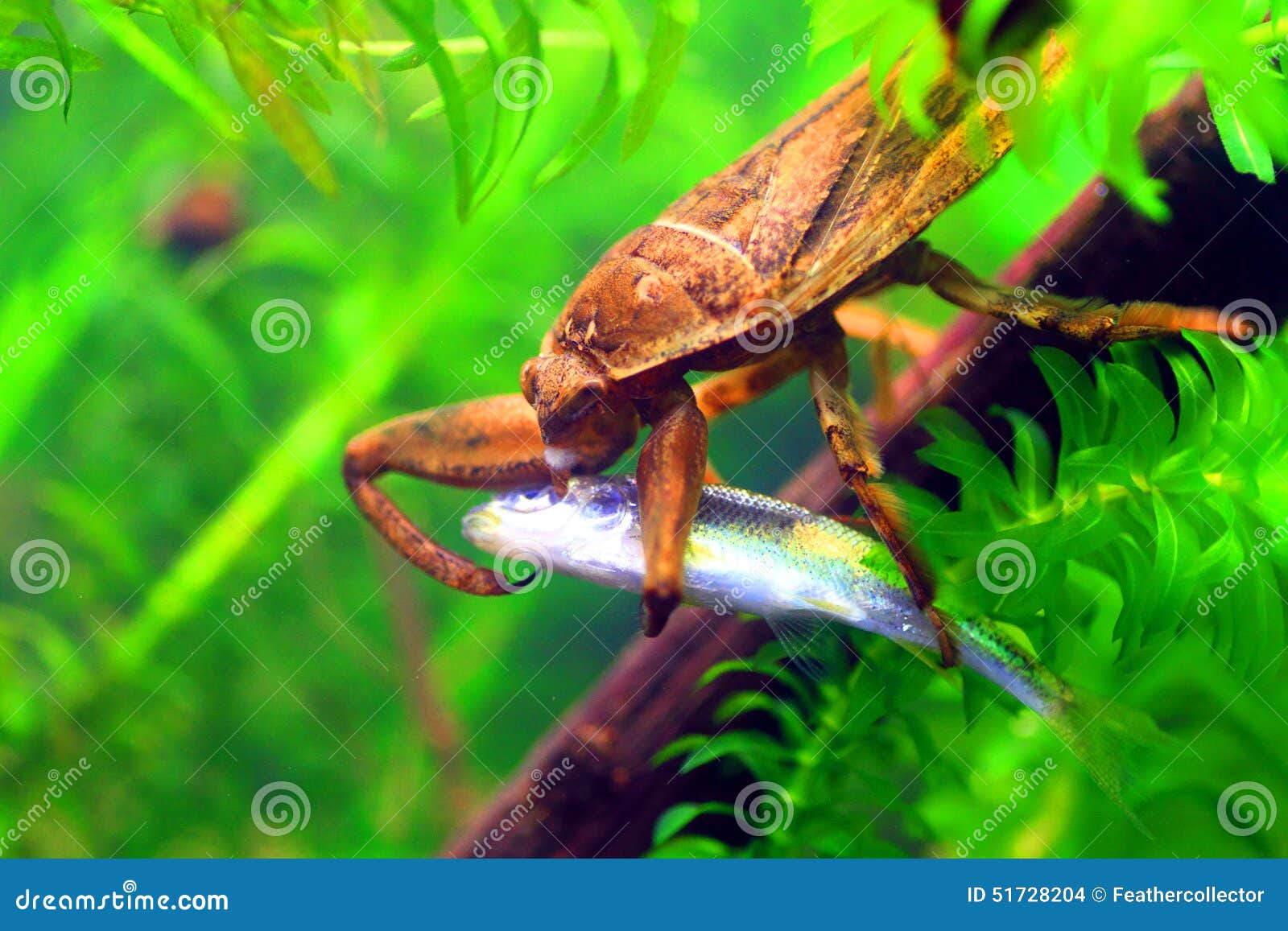 Giant Water Lillies Background. Amazonica Stock Photo | CartoonDealer ...