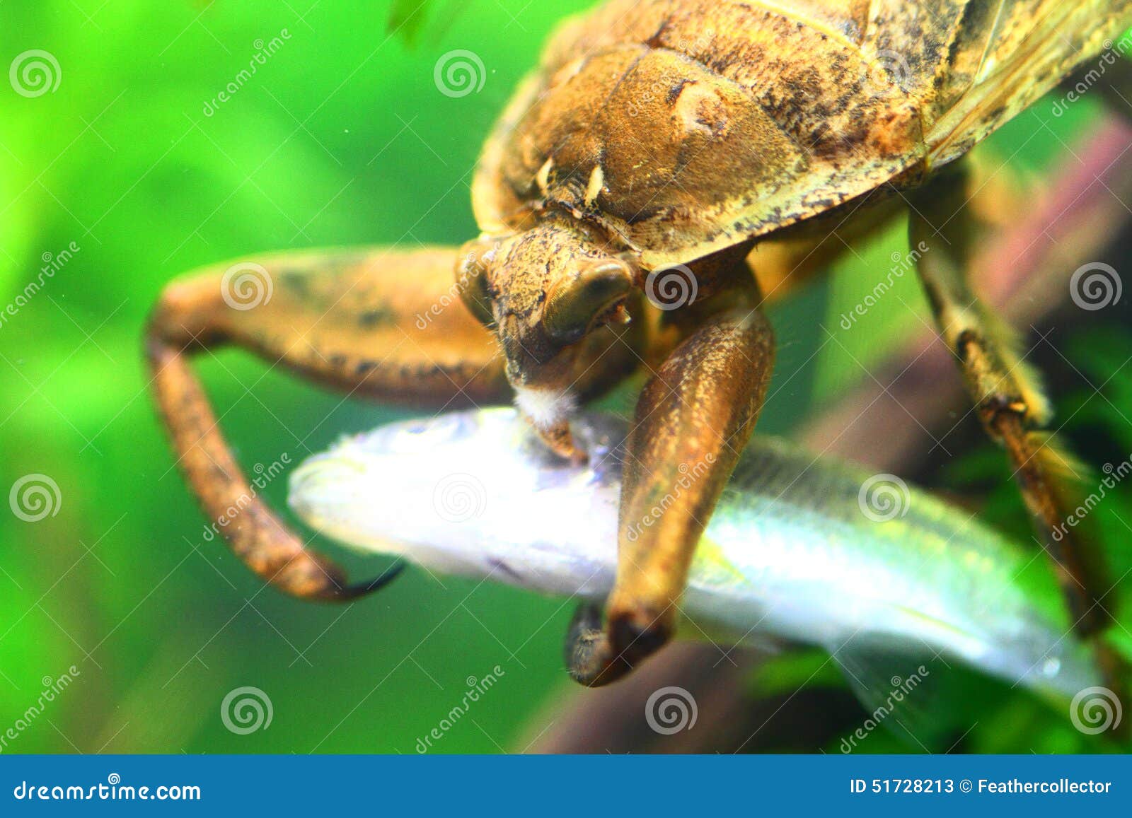Giant water bug stock image. Image of male, rice, electric - 51728213