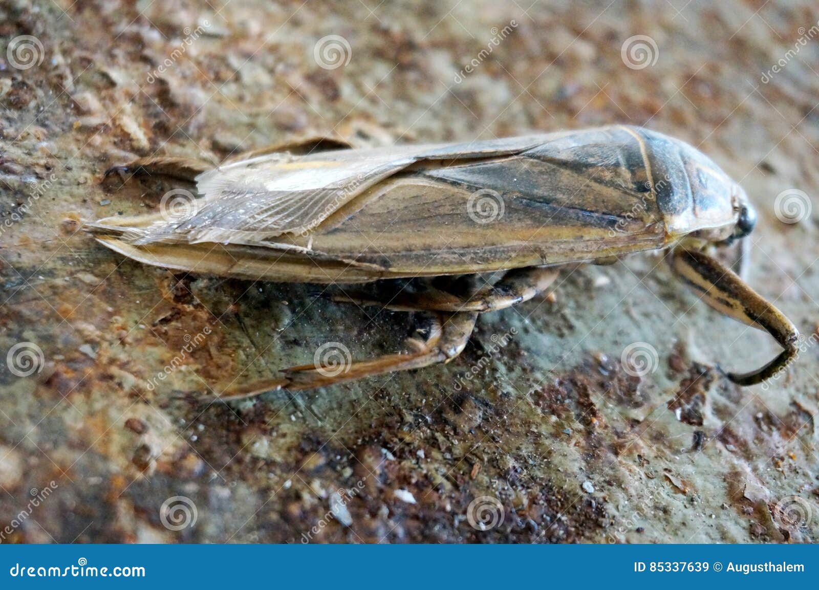 Giant water bug Pimp stock image. Image of background - 85337639