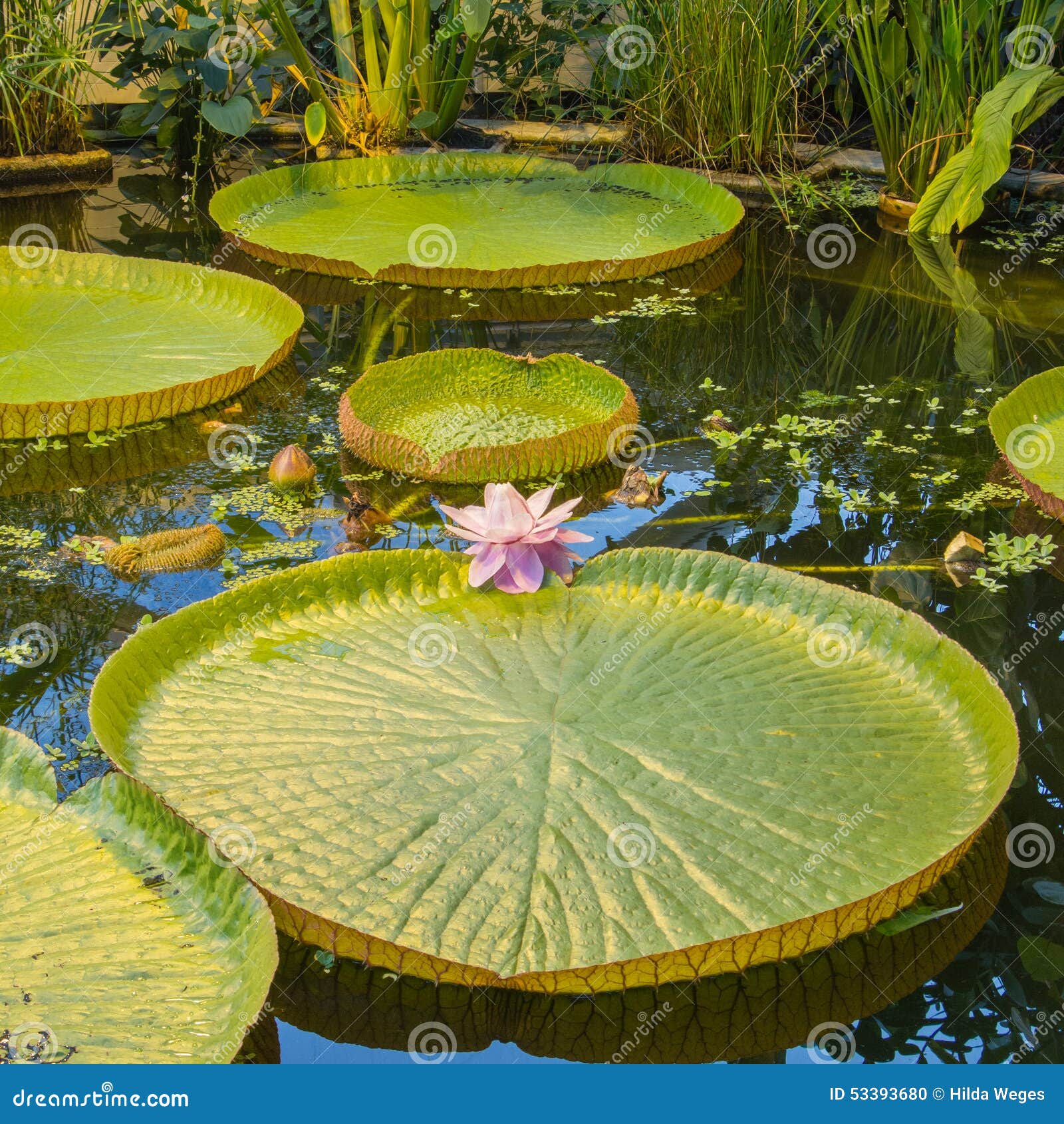 Giant water lilly stock photo. Image of bloom, giant - 53393680