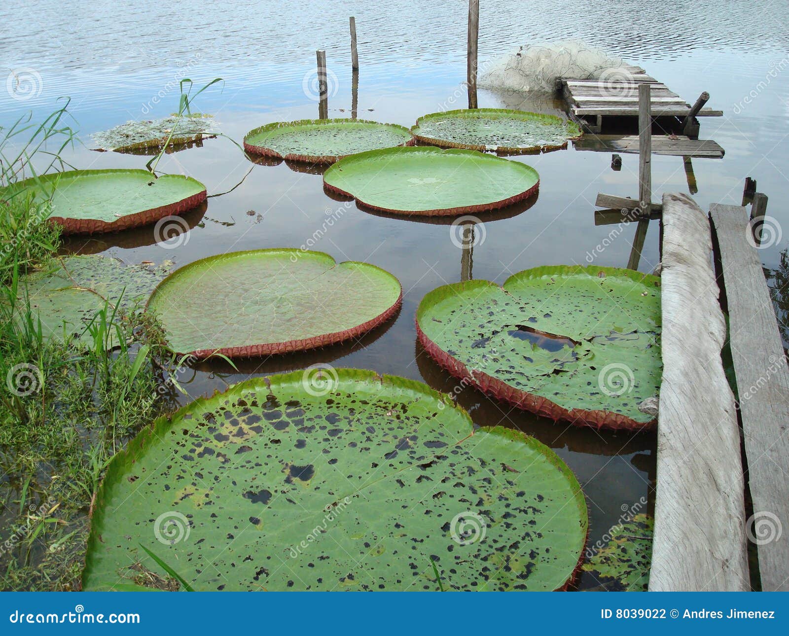 Giant water lily stock photo. Image of rivers, lily, tropical - 8039022
