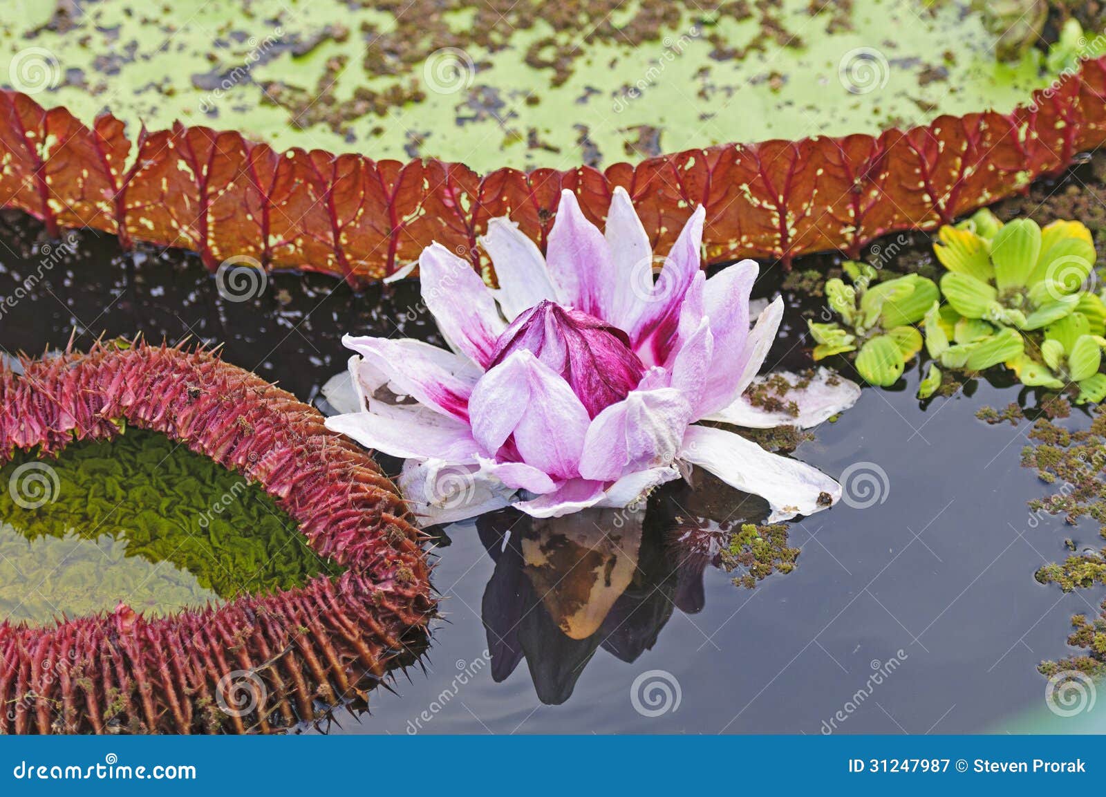 Giant Water Lily and Its Lily Pad Stock Image - Image of outdoor, giant ...