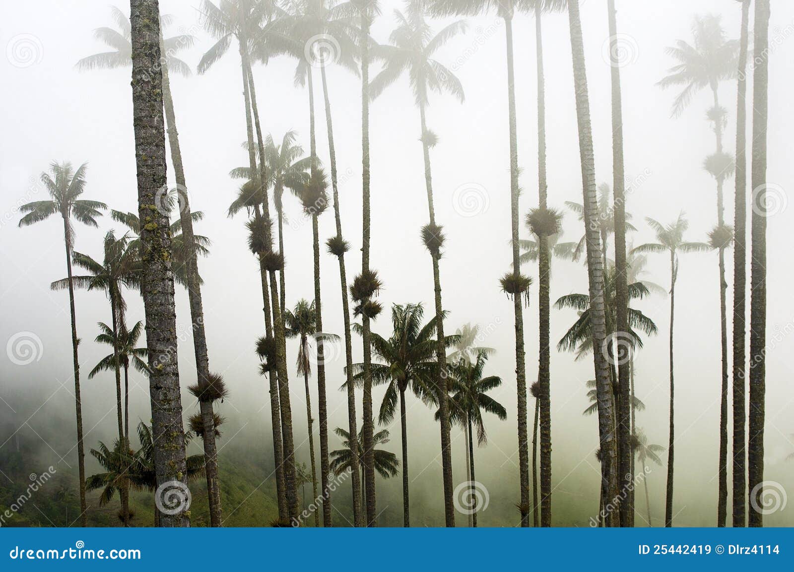 Giant Wax Palms in the Mist Stock Image - Image of cocora, forest: 25442419