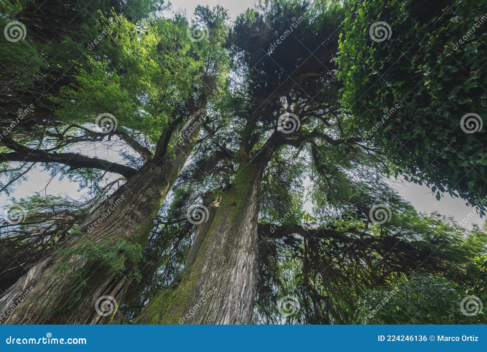 Giant Weeping Willow Tree in the Magical Town of Valle De Bravo. from a ...