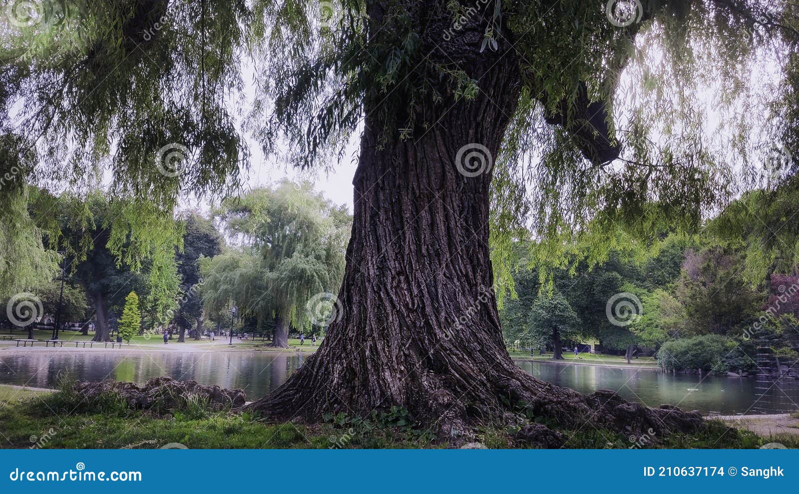 Giant Weeping Willow Tree Trunk and Branches at the Lakeside Stock ...