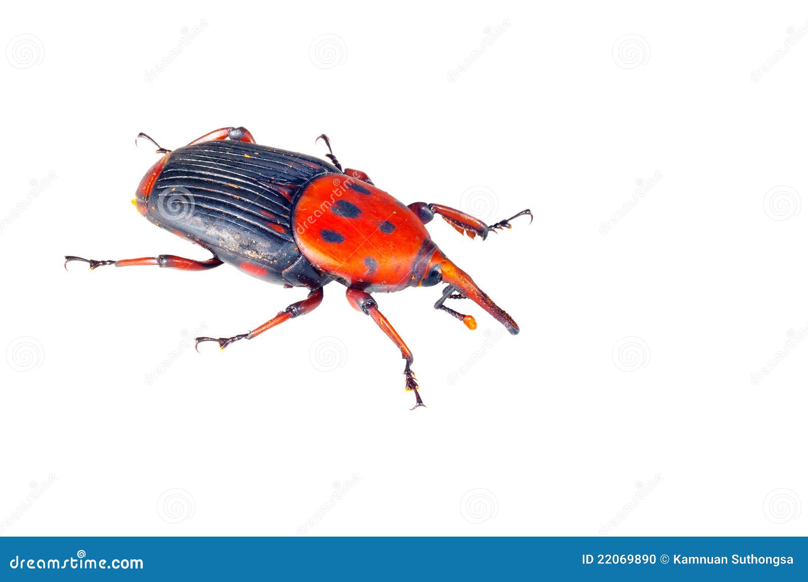 Giant weevil stock photo. Image of insect, beetle, length - 22069890