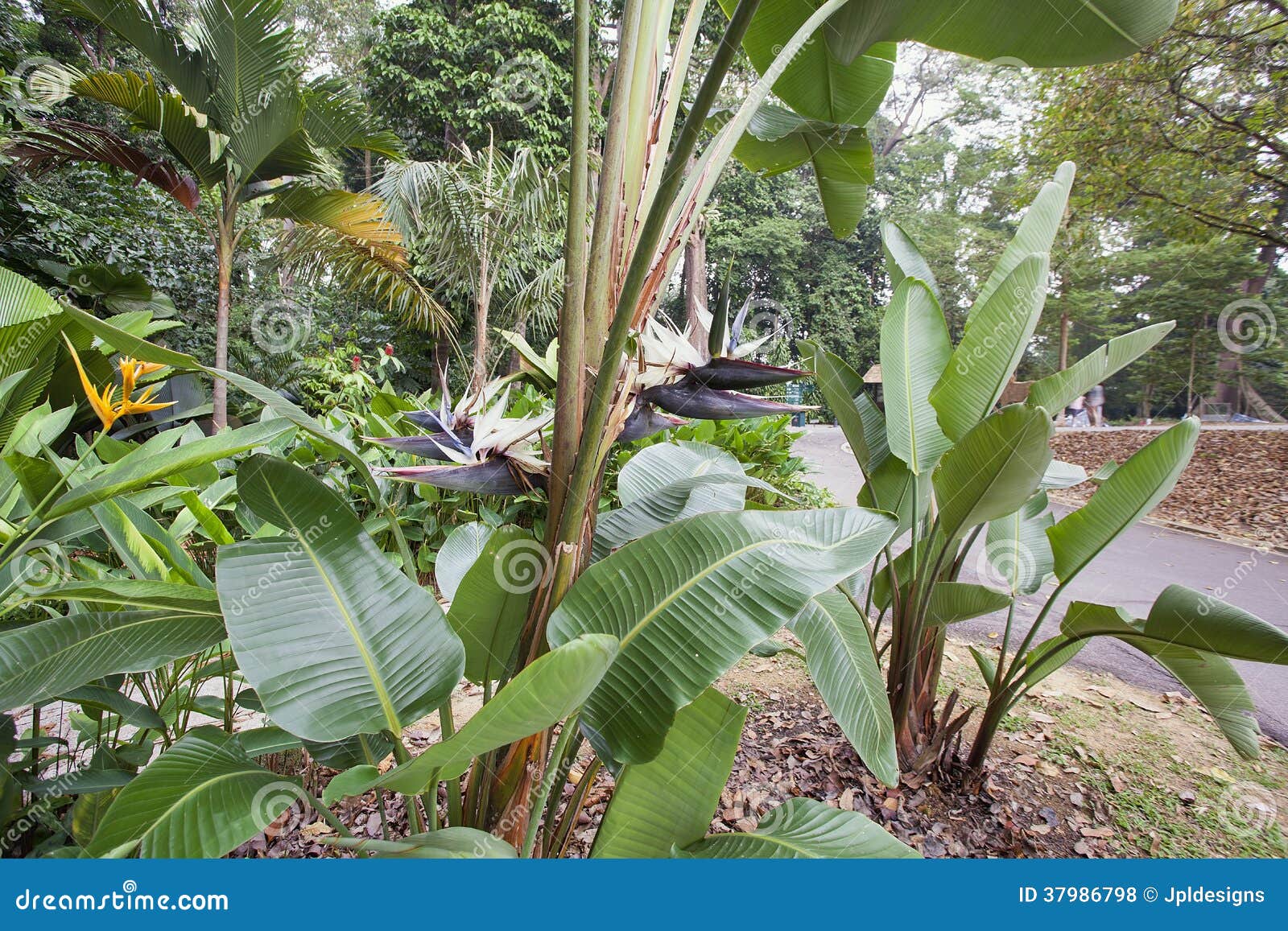 Giant White Bird of Paradise Tree with Flowers Stock Photo - Image of ...