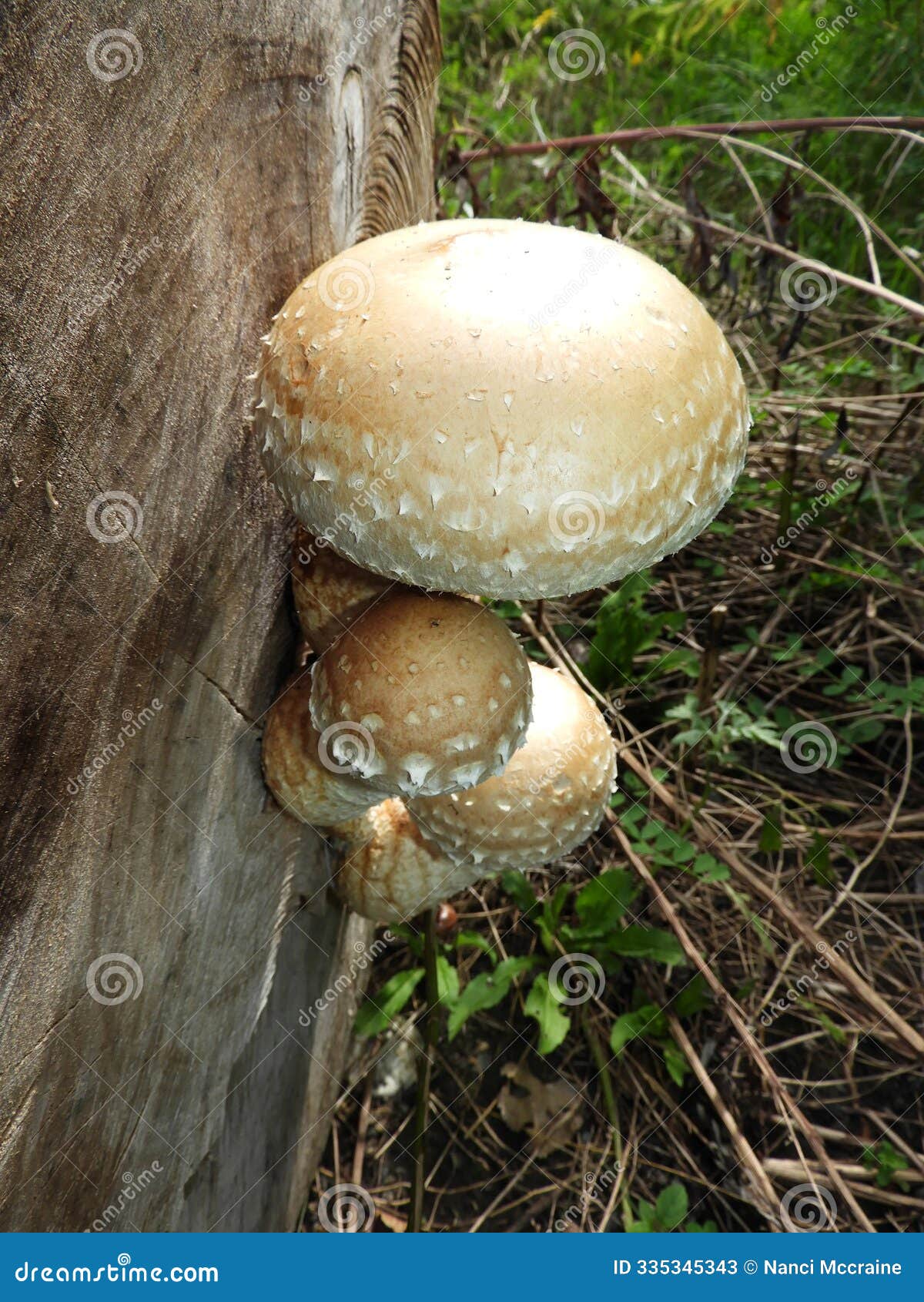 Giant Shitake Mushrooms Growing Out of Cut Tree Trunk Log Stock Image ...
