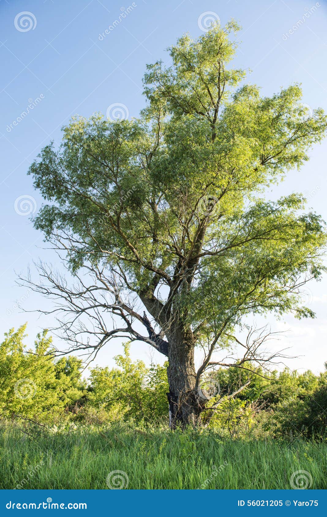 Giant Willow Tree Burnt Inside, Hollow Trunk Still Alive Stock Image ...