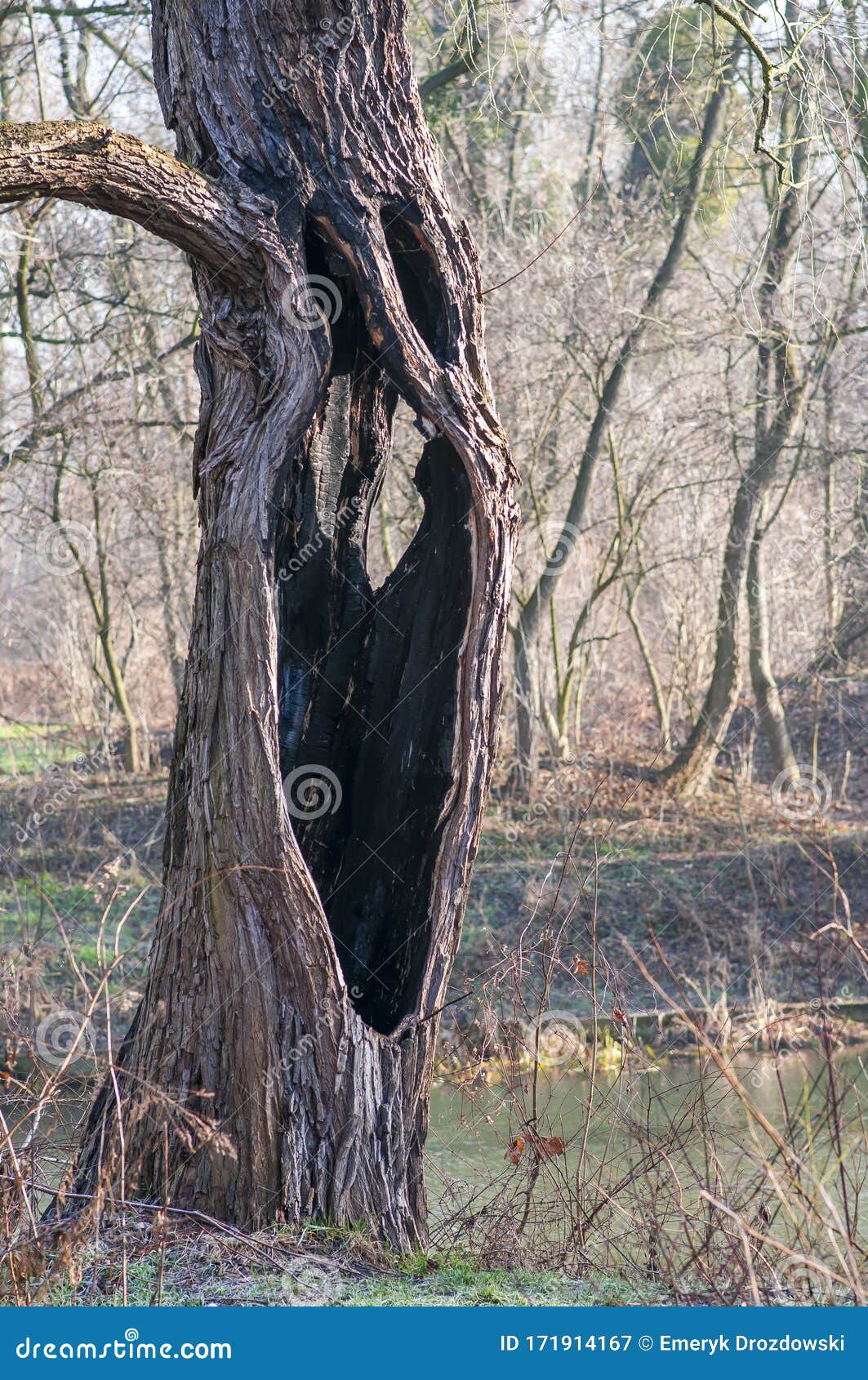 Giant Willow Tree Burnt Inside, Hollow Trunk Still Alive Stock Image ...