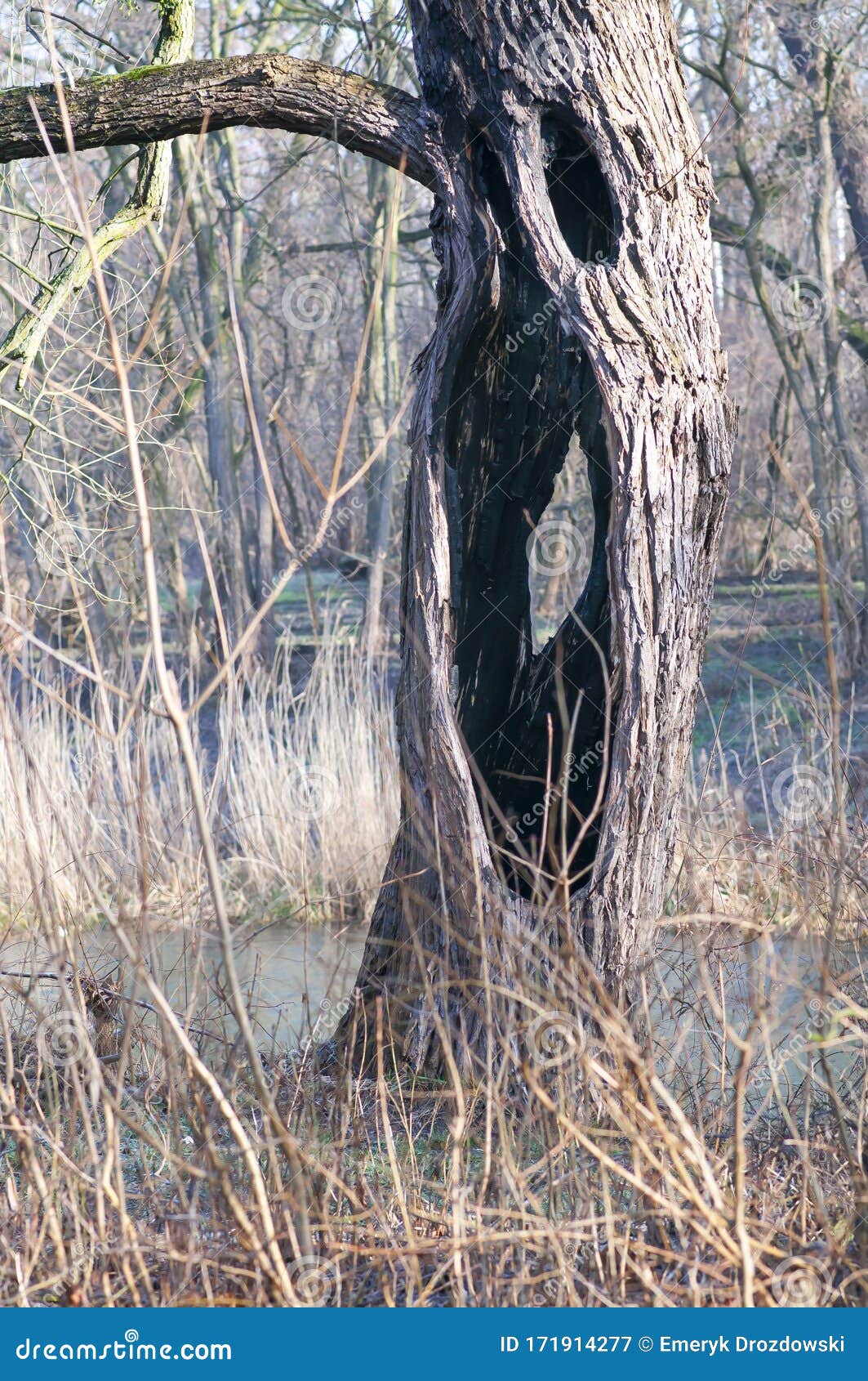A Giant Willow Sawfly Larvae, Cimbex Luteus, Feeding On The Leaves Of A ...