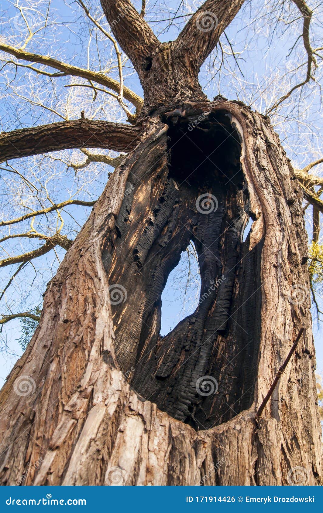 Giant Willow Tree Burnt Inside, Hollow Trunk Still Alive Stock Image ...