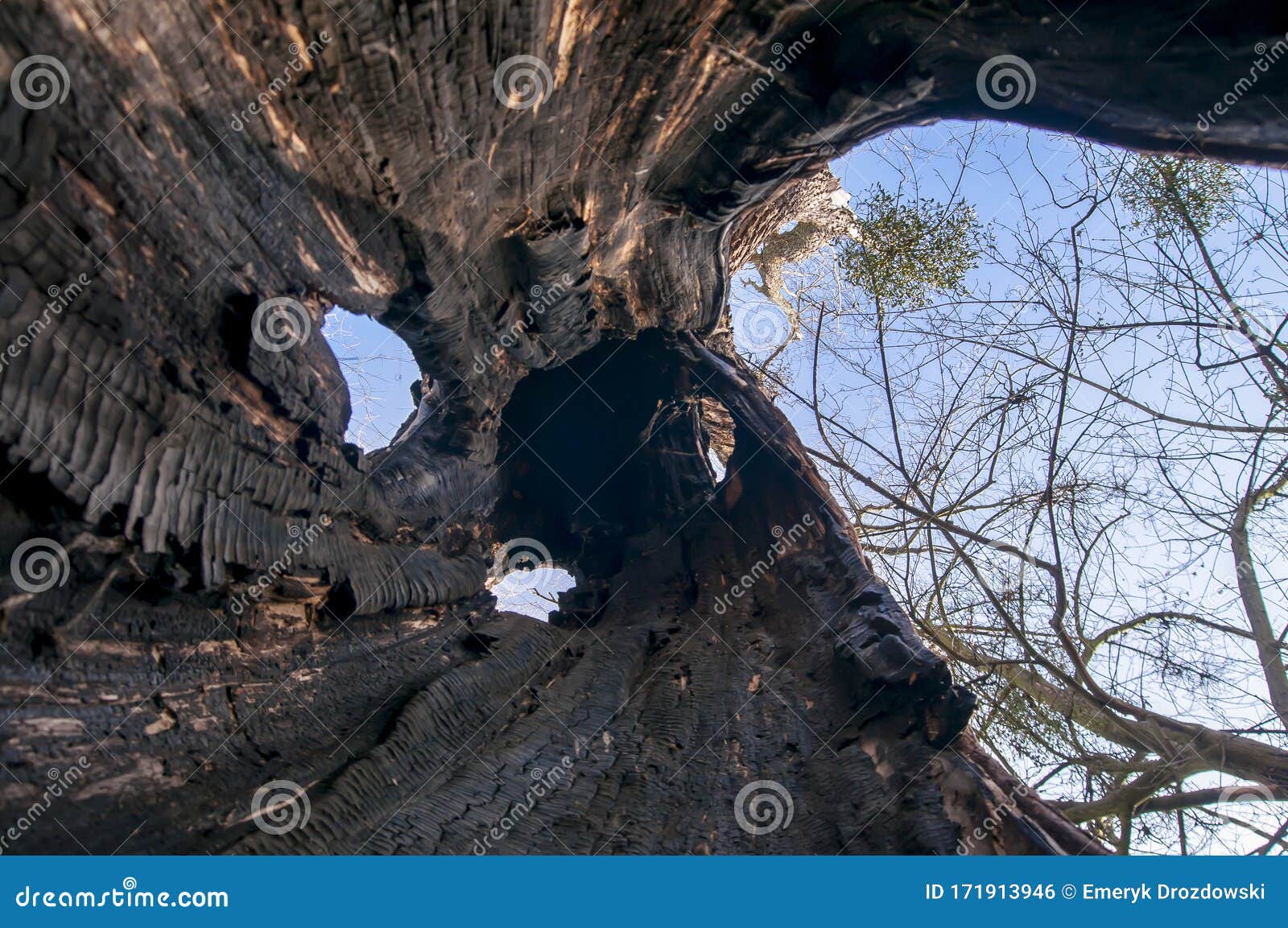 Giant Willow Tree Burnt Inside, Hollow Trunk Still Alive Stock Image ...
