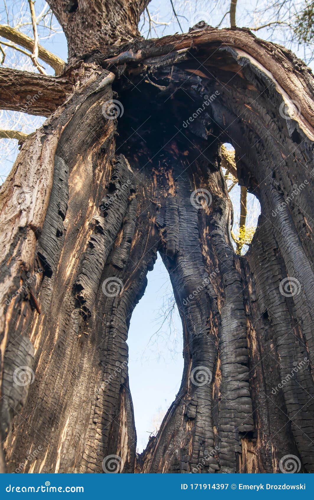 Giant Willow Tree Burnt Inside, Hollow Trunk Still Alive Stock Image ...