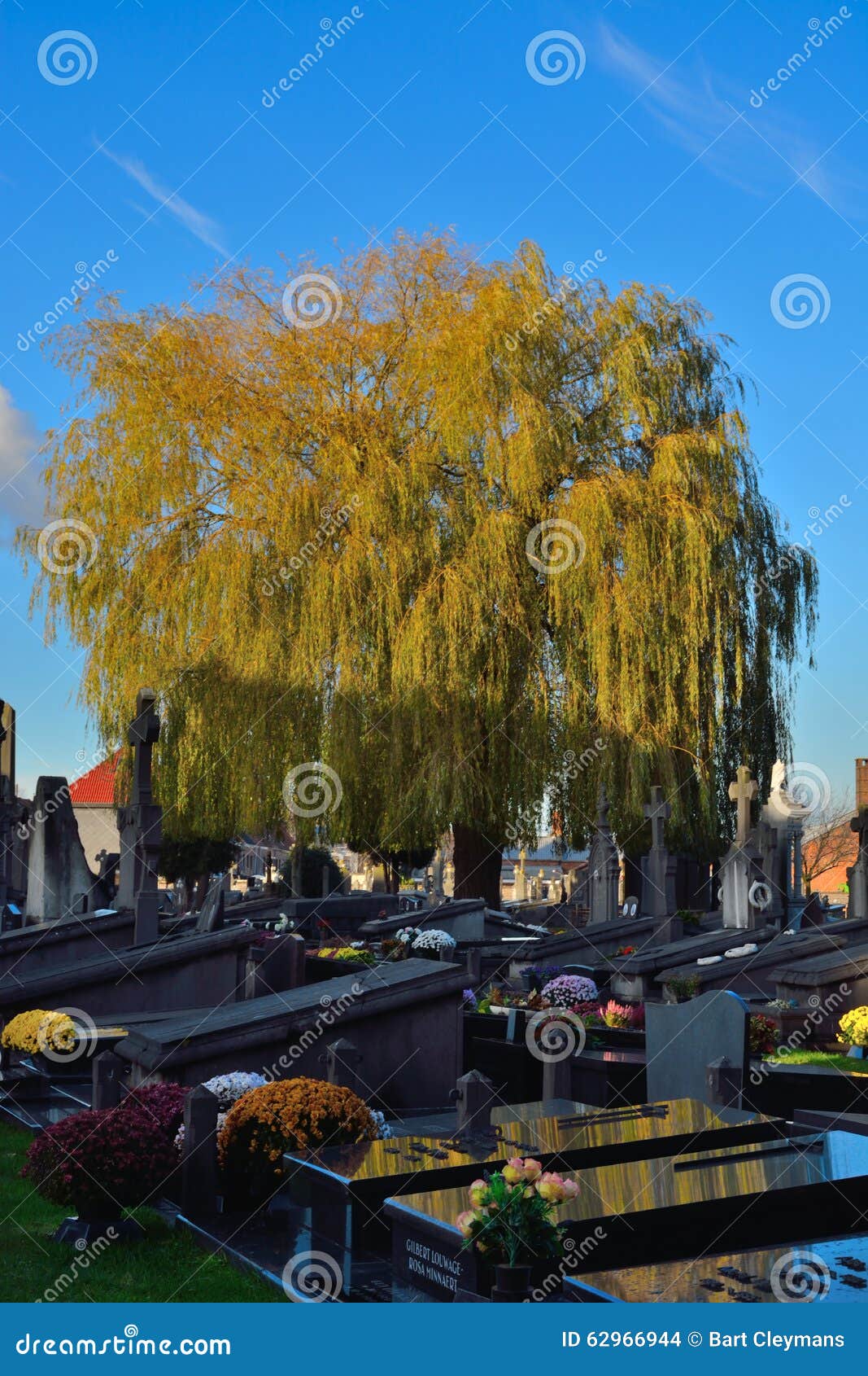Giant Willow Tree on a Cemetery Stock Photo - Image of outside, road ...