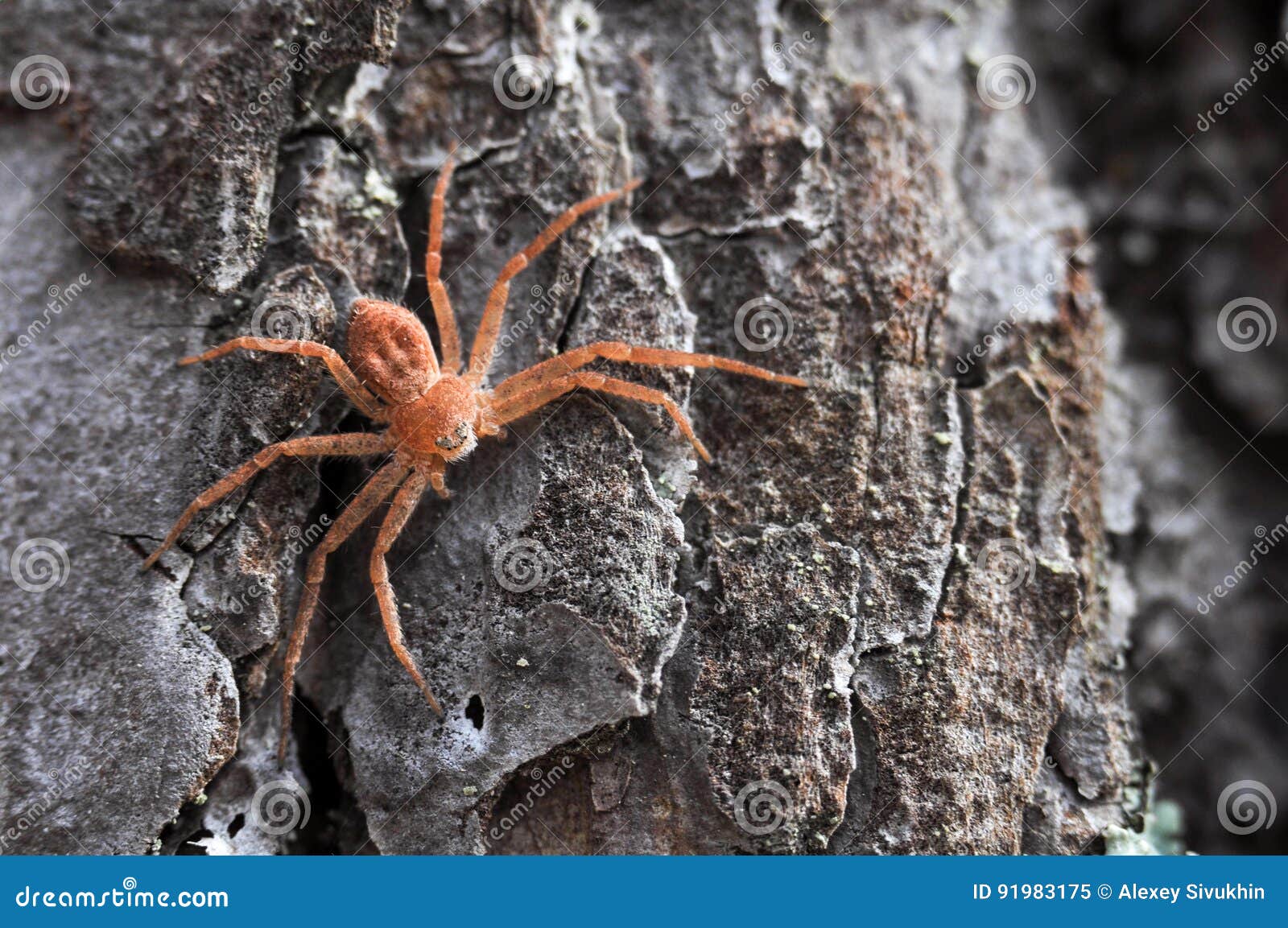 A Giant Wood Spider on Cortex Stock Image - Image of bokeh, habitat ...