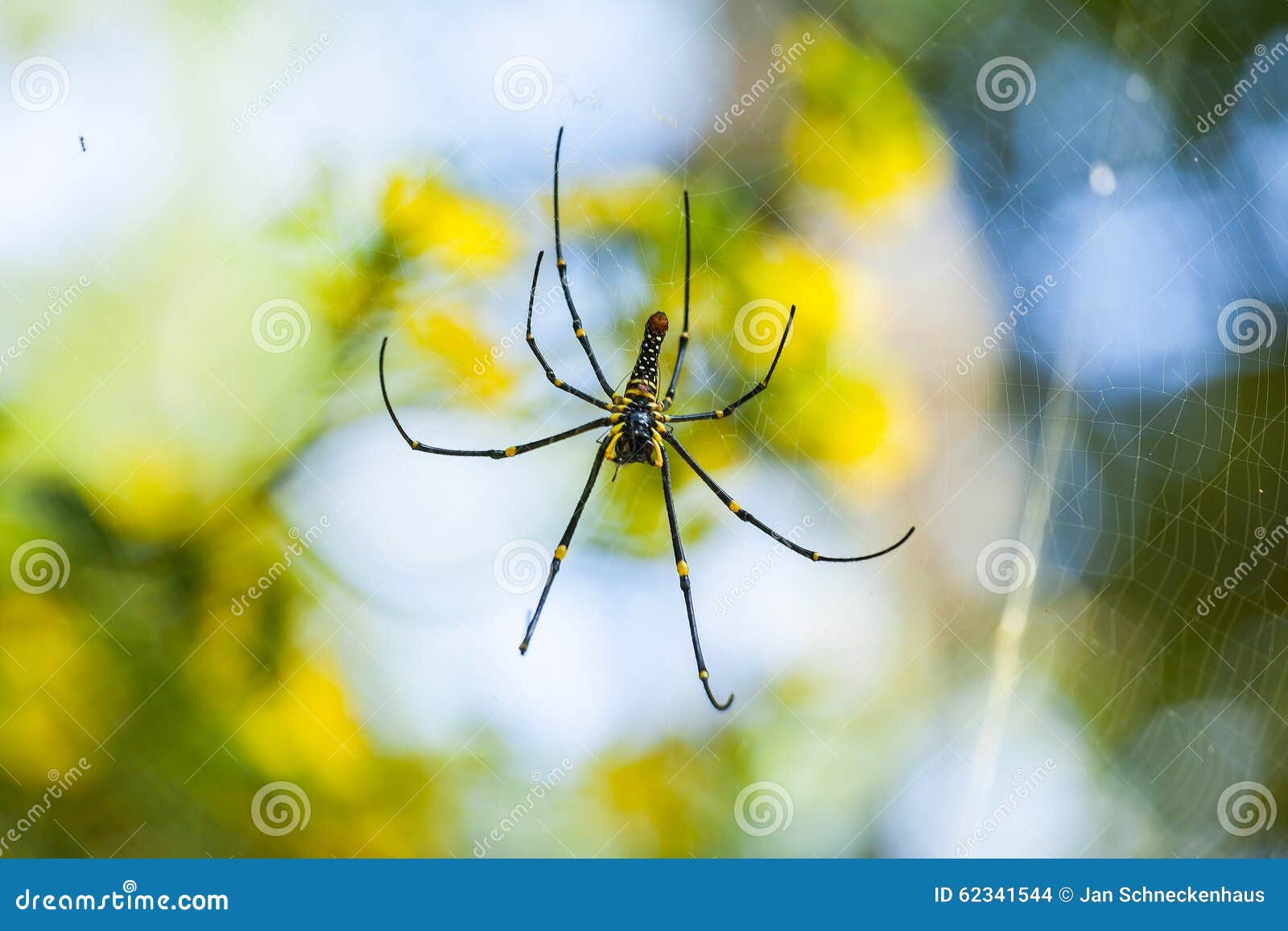 Giant Wood Spider stock photo. Image of digue, forest - 62341544