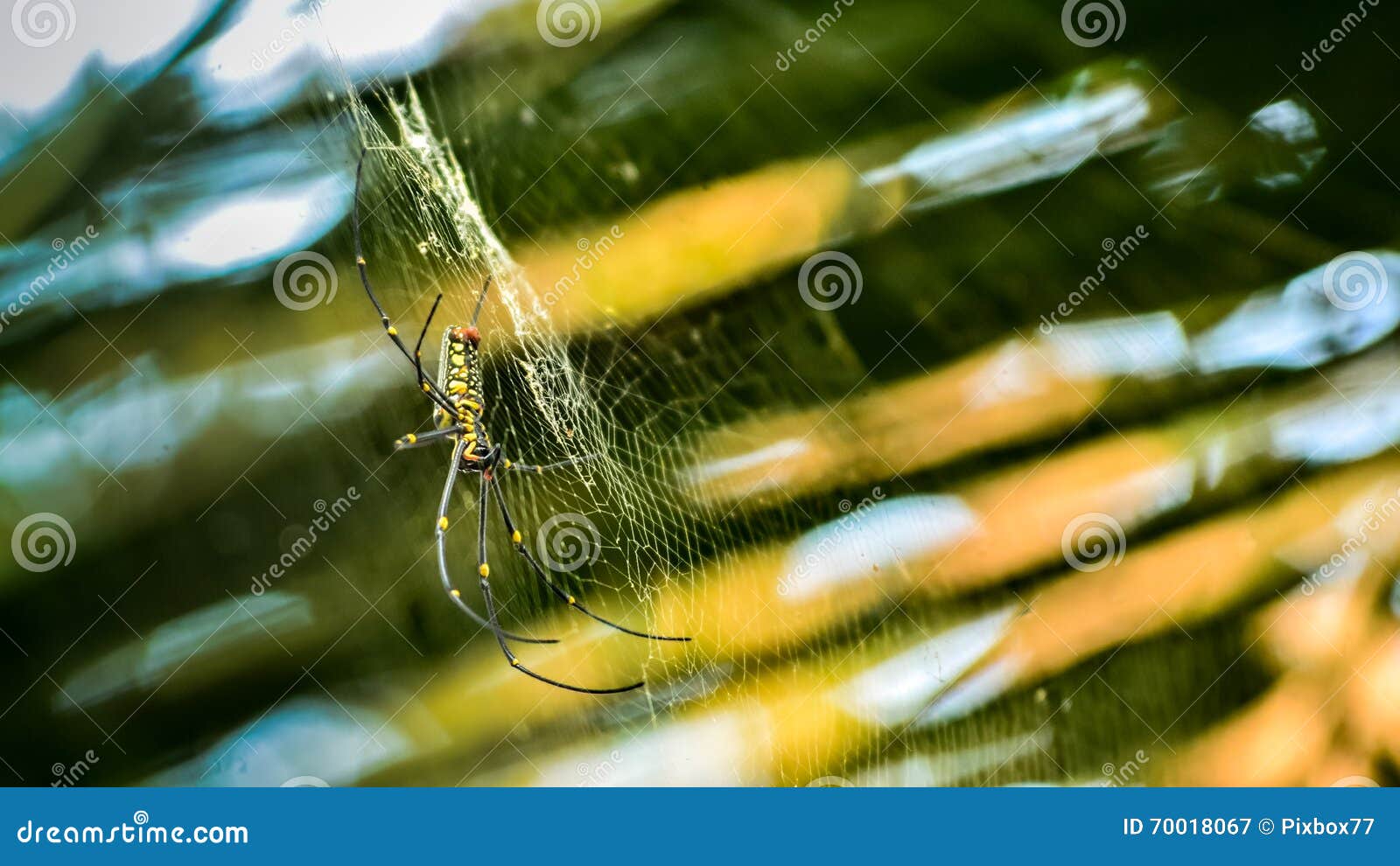 Giant Wood Spiders stock image. Image of hanging, macro - 70018067