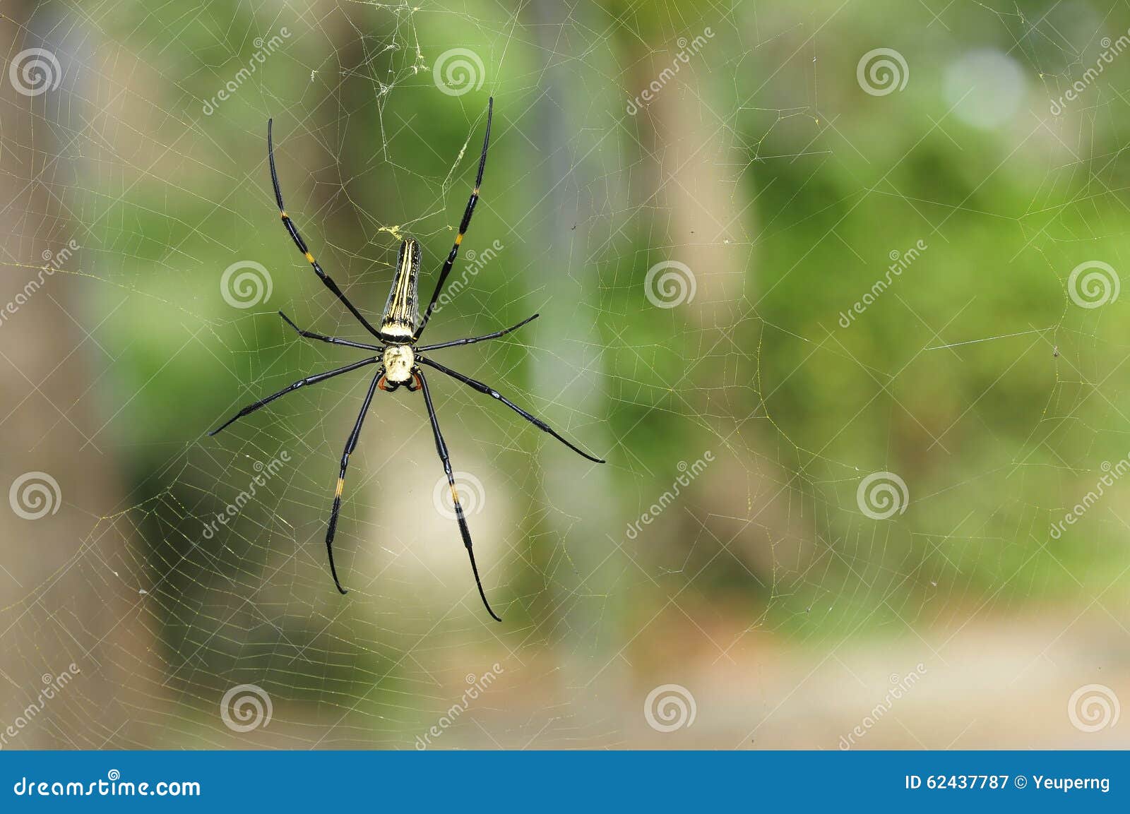 Giant Woods Spider (female ) Front View. Stock Image - Image of ...