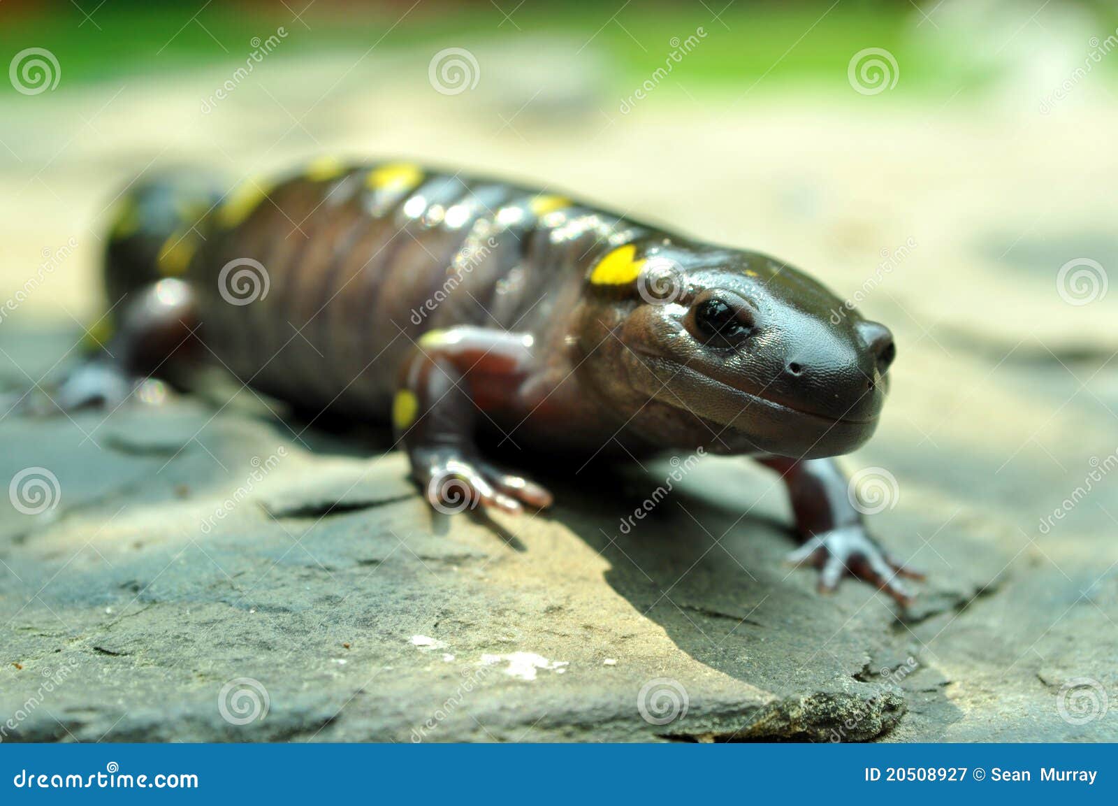 Giant Yellow Spotted Salamander Stock Image - Image of eyes, newt: 20508927
