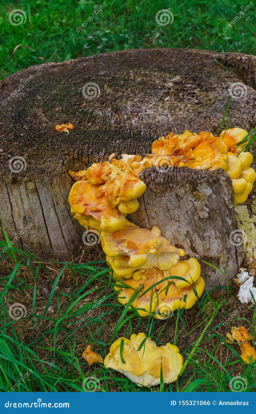 Giant Yellow Triturium Mushroom Parasite on the Bark of a Tree. Stock ...