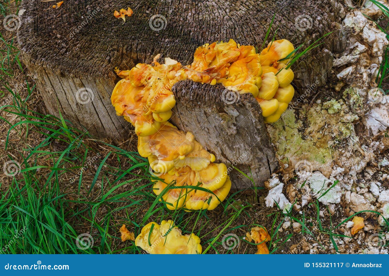 Giant Yellow Triturium Mushroom Parasite on the Bark of a Tree. Stock ...