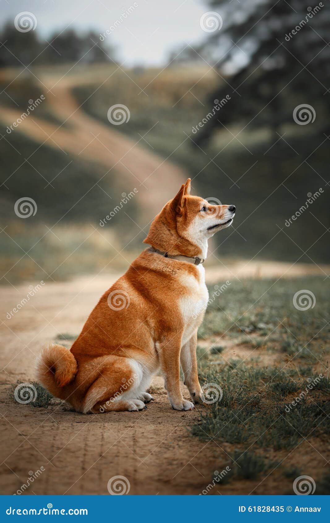 Giapponese Rosso Shiba Della Razza Del Cane Immagine Stock - Immagine ...