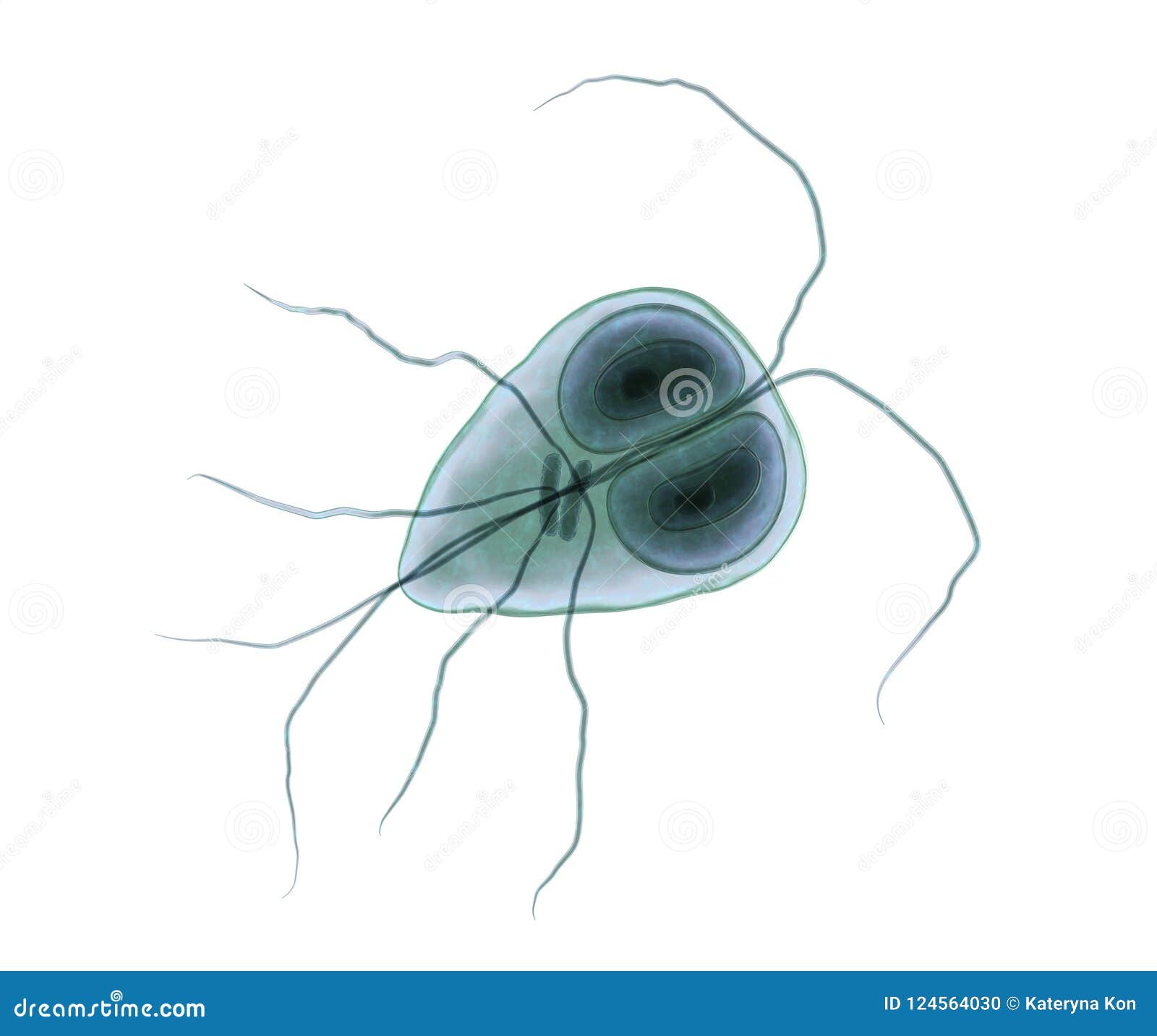 Giardia Intestinalis Protozoon Stock Abbildung - Illustration von ...