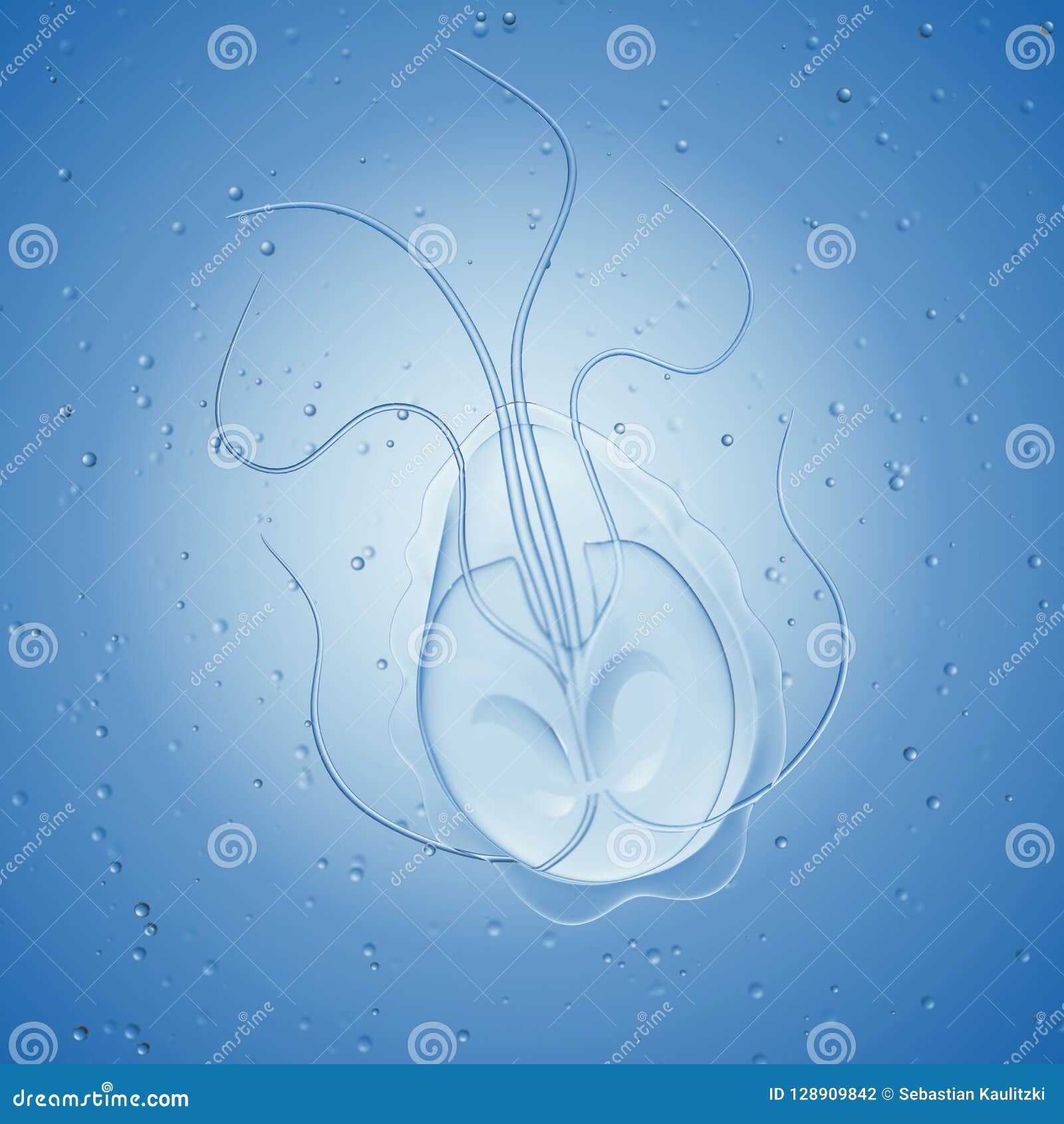 The Structure Of Giardia Lamblia Of Cyst And Trophozoite. Giardiasis ...