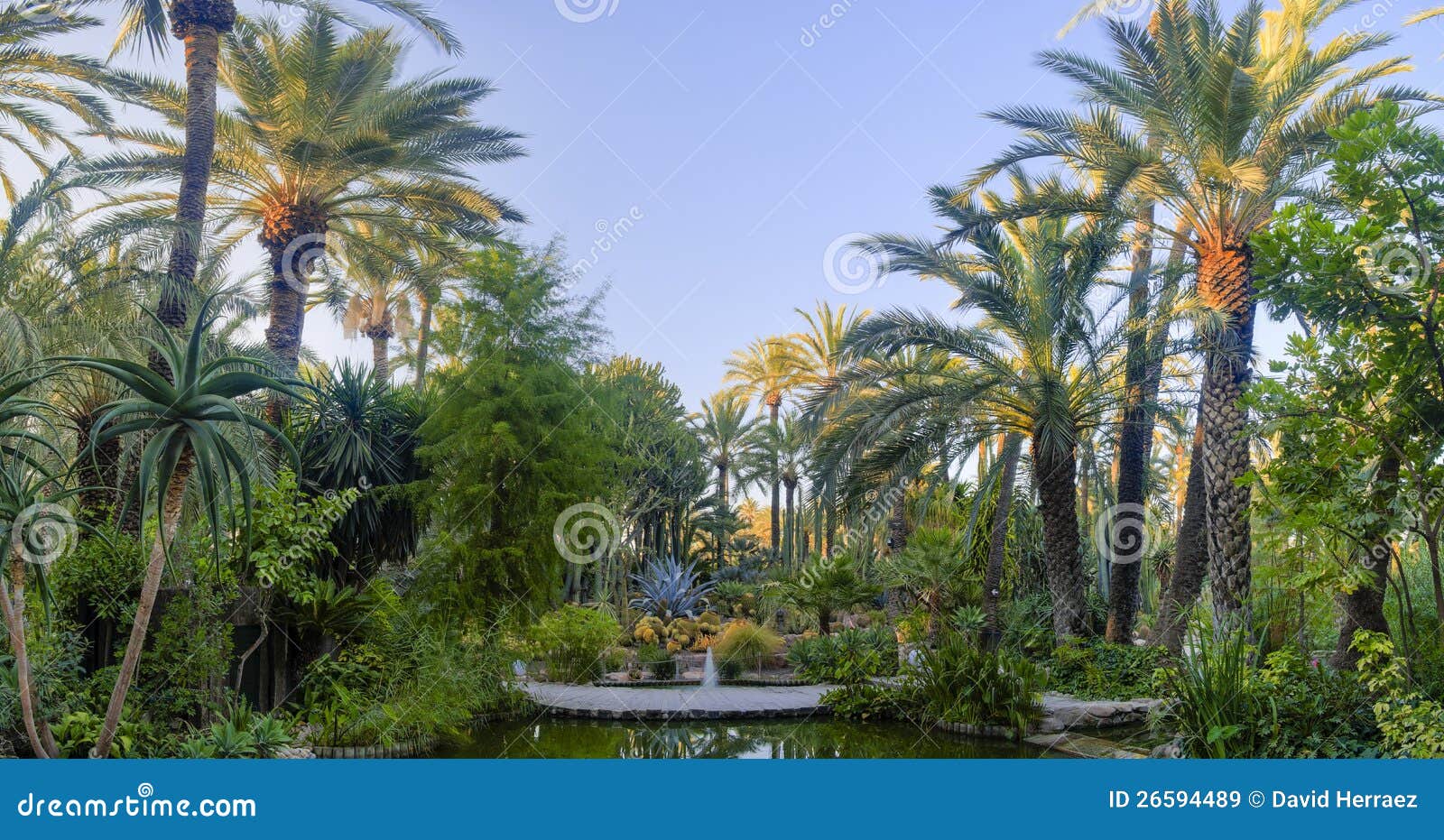 Giardino Elche Spagna Della Palma Immagine Stock - Immagine di giardino ...