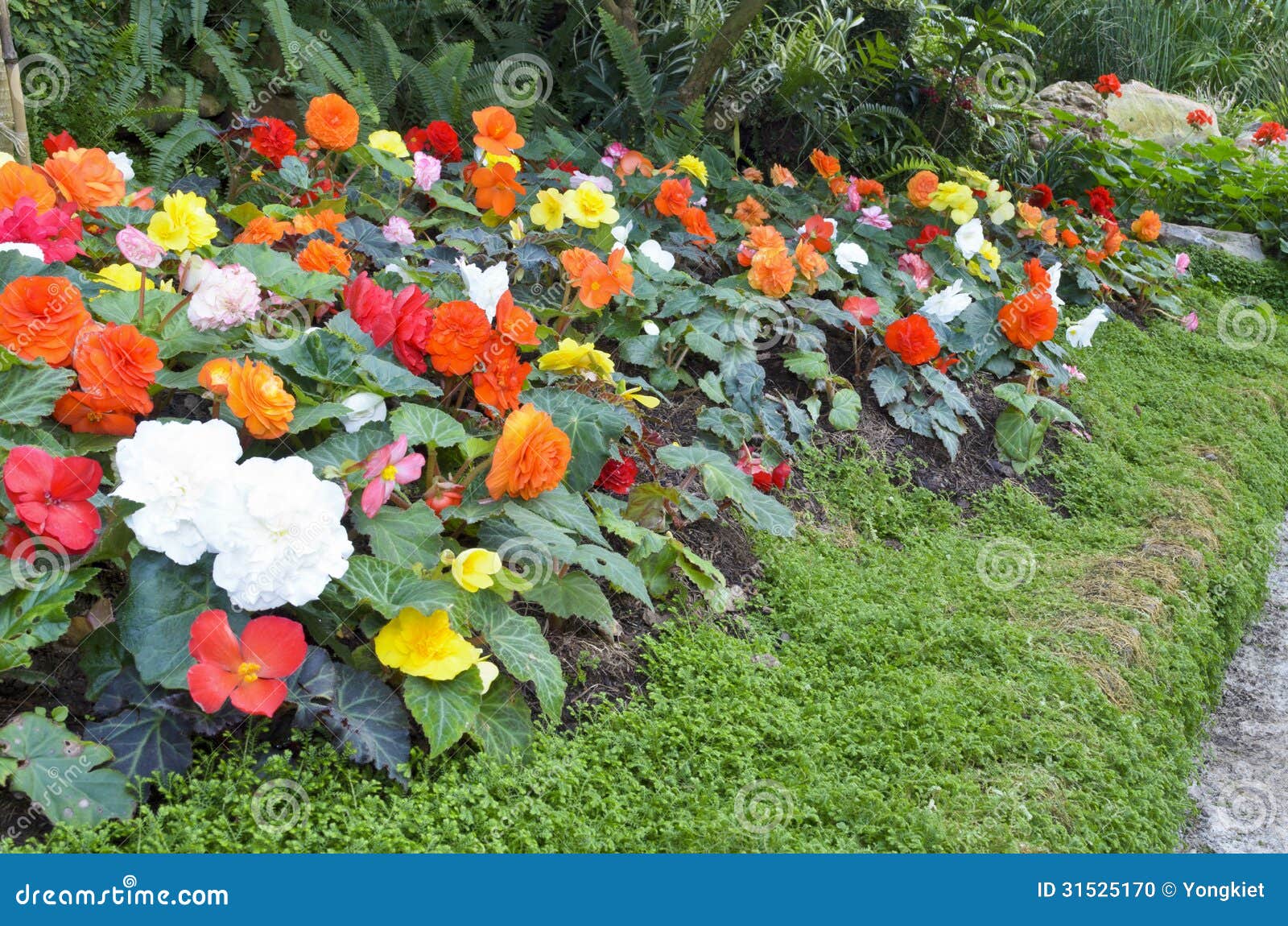 Giardino Floreale Della Begonia Fotografia Stock - Immagine di floreale ...