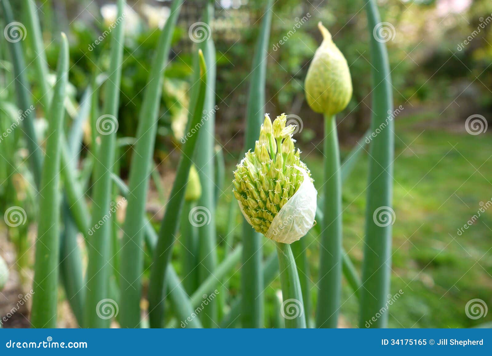 Giardino: Piante Di Cipolla Con Il Fiore Immagine Stock - Immagine di ...