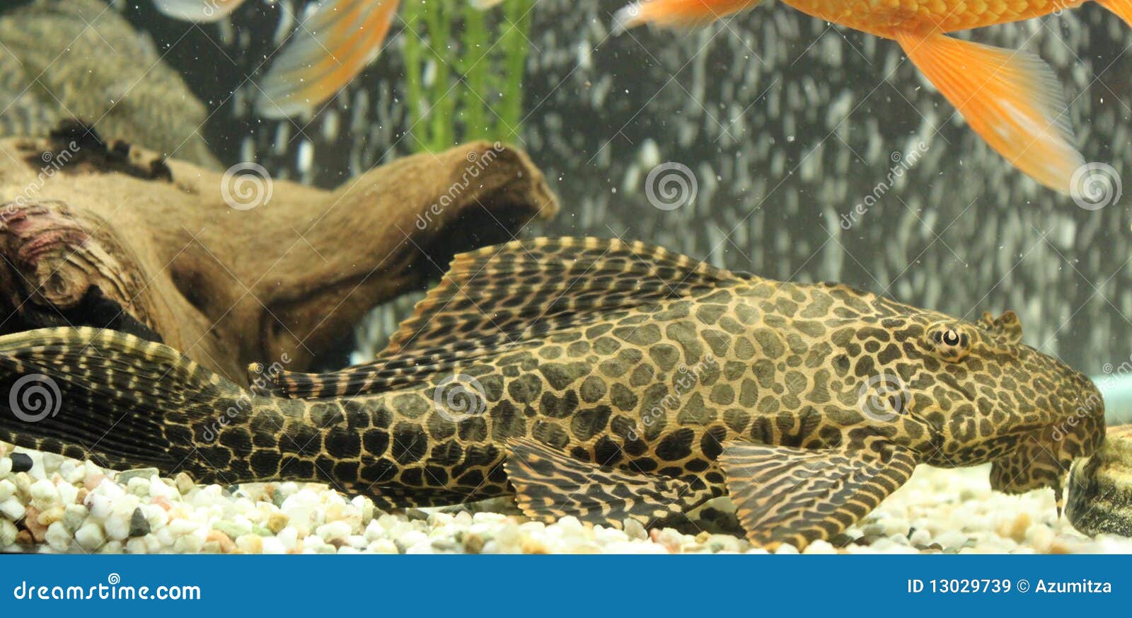 Gibbiceps stock image. Image of gibbiceps, fish, welse - 13029739