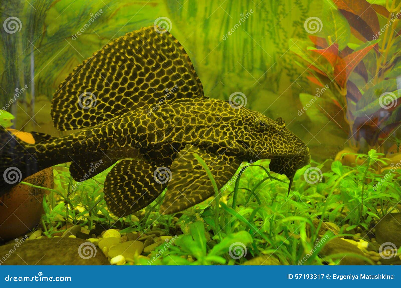 Gibbiceps De Pterygoplichthys Image stock - Image of centrales, repèré ...