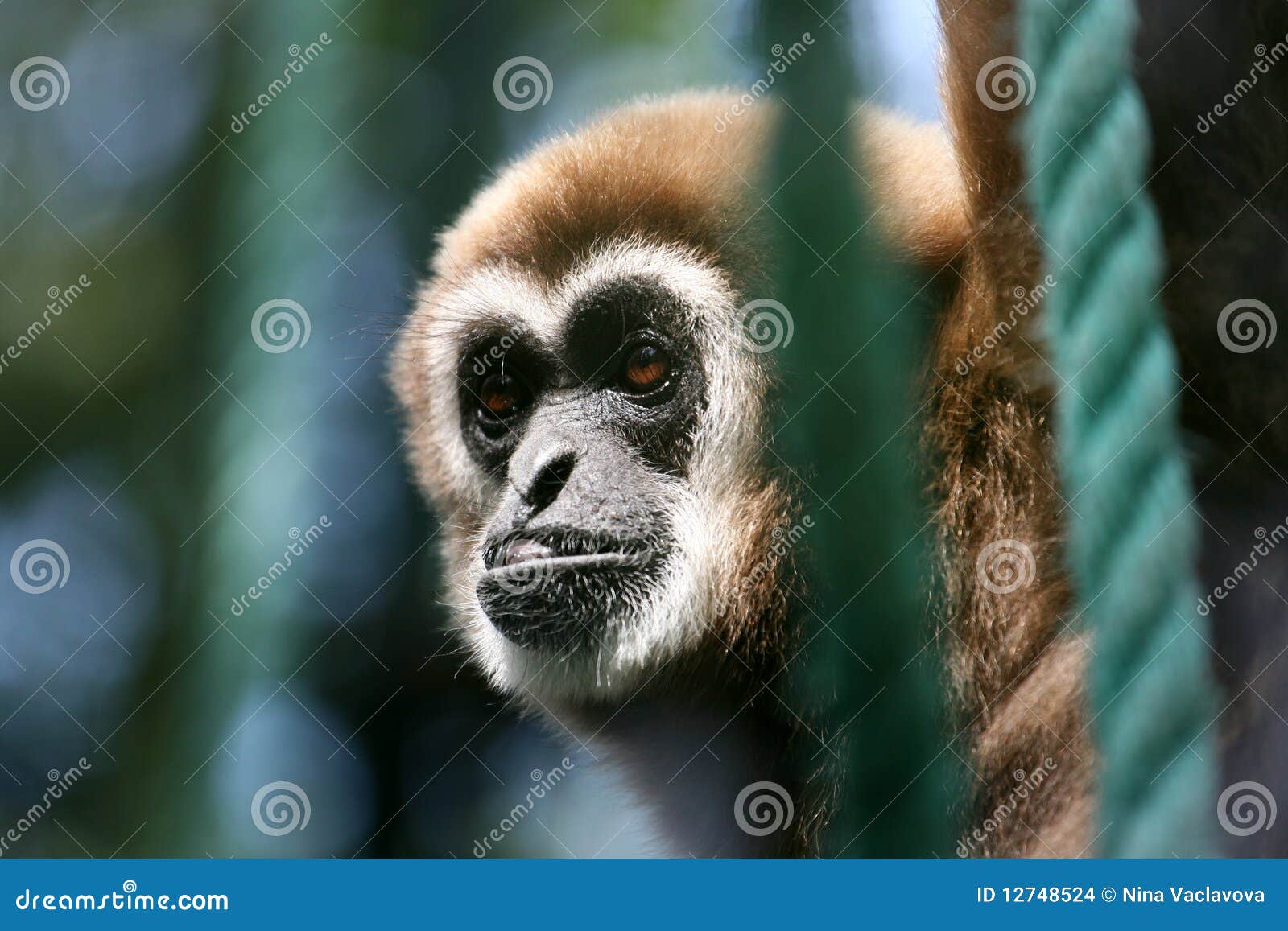 Gibbon stock photo. Image of pygmy, eyes, african, think - 12748524