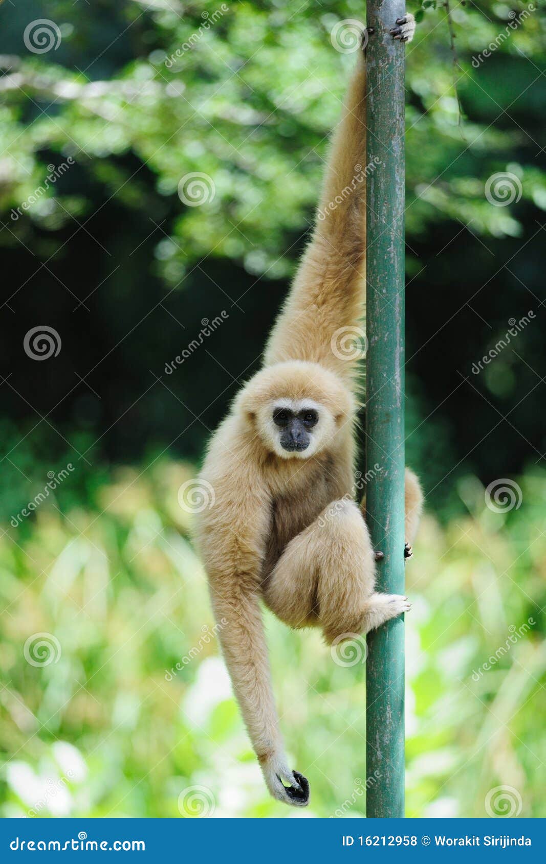 Gibbon stock photo. Image of animal, wild, monkey, africa - 16212958