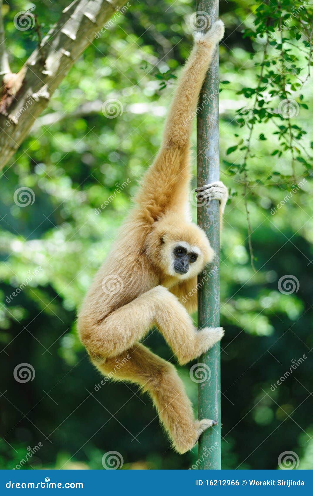 Gibbon stock photo. Image of wildlife, jungle, leaf, tree - 16212966
