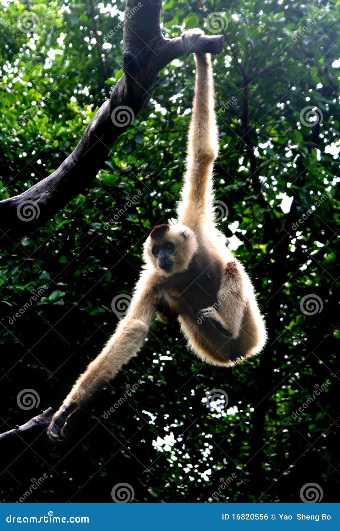 Gibbon stock photo. Image of monkey, jungle, park, stimulates - 16820556