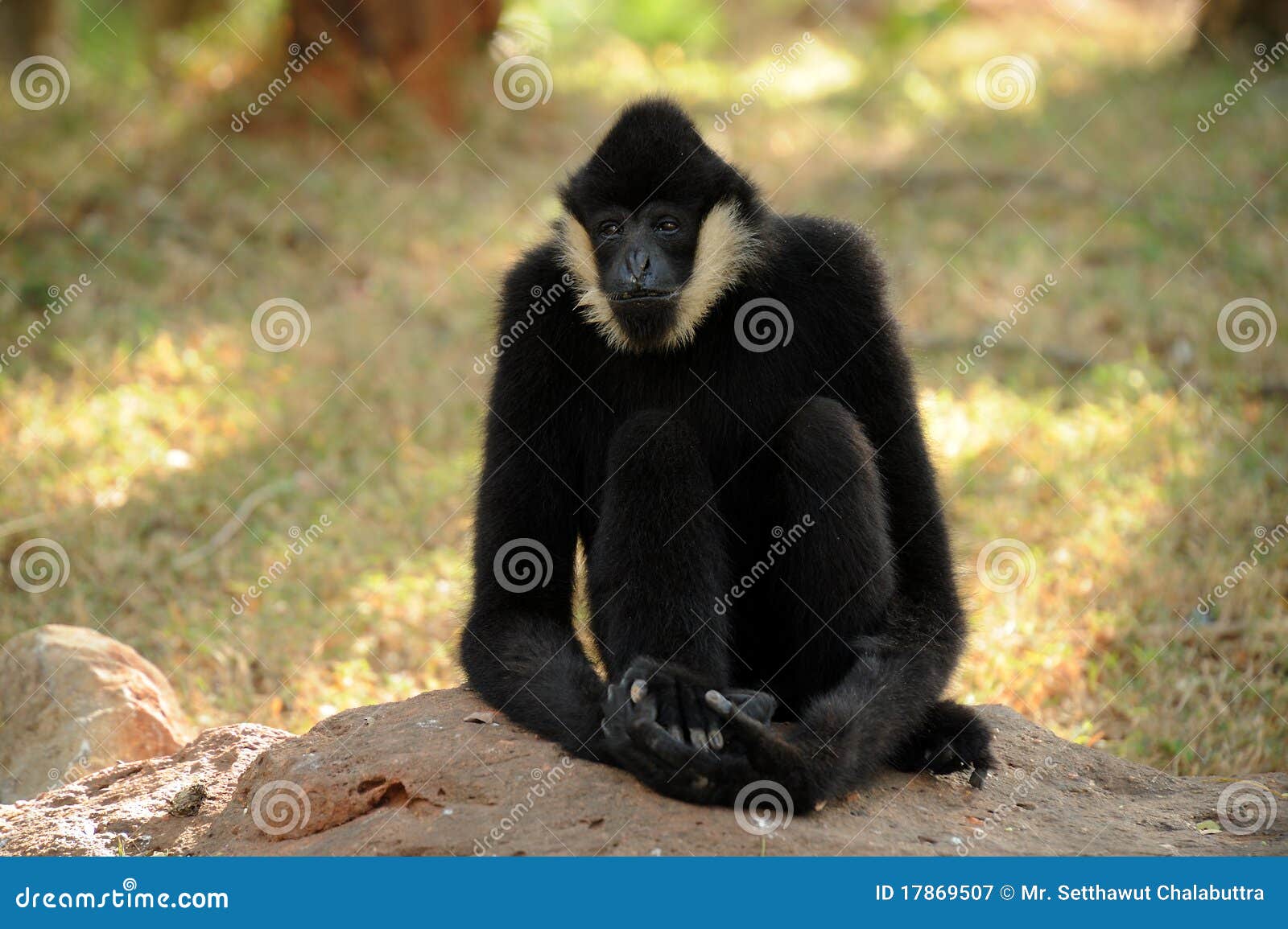 Gibbon stock image. Image of monkey, nature, climate - 17869507