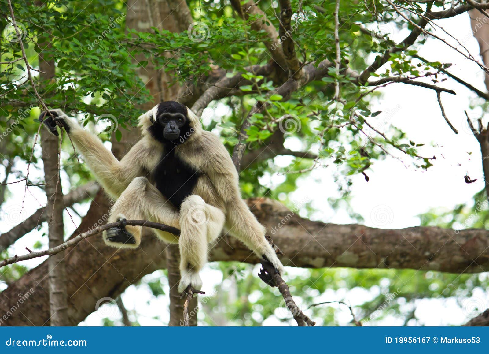 Gibbon stock image. Image of endangered, nature, apes - 18956167